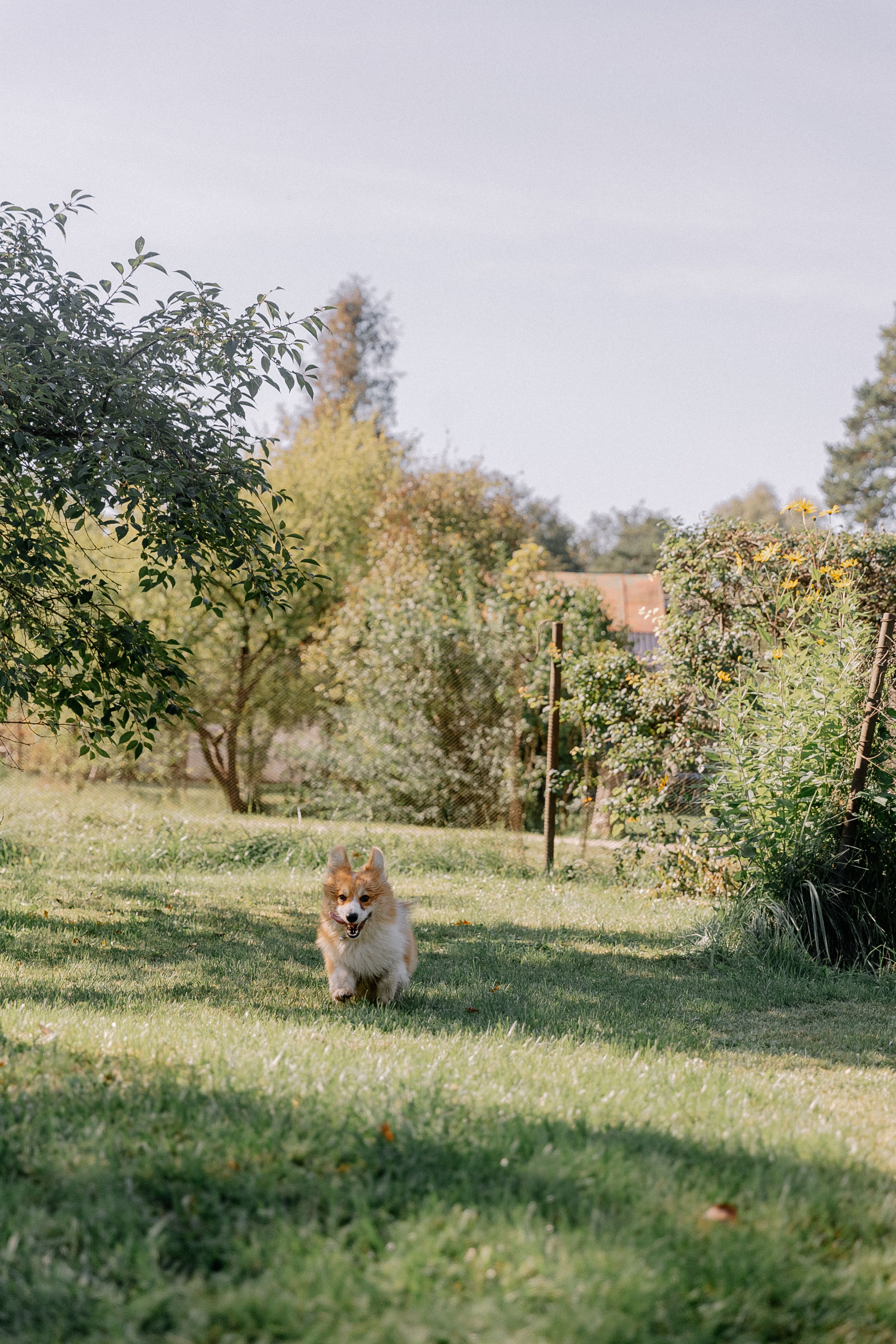 Dog Playing on Grass · Free Stock Photo