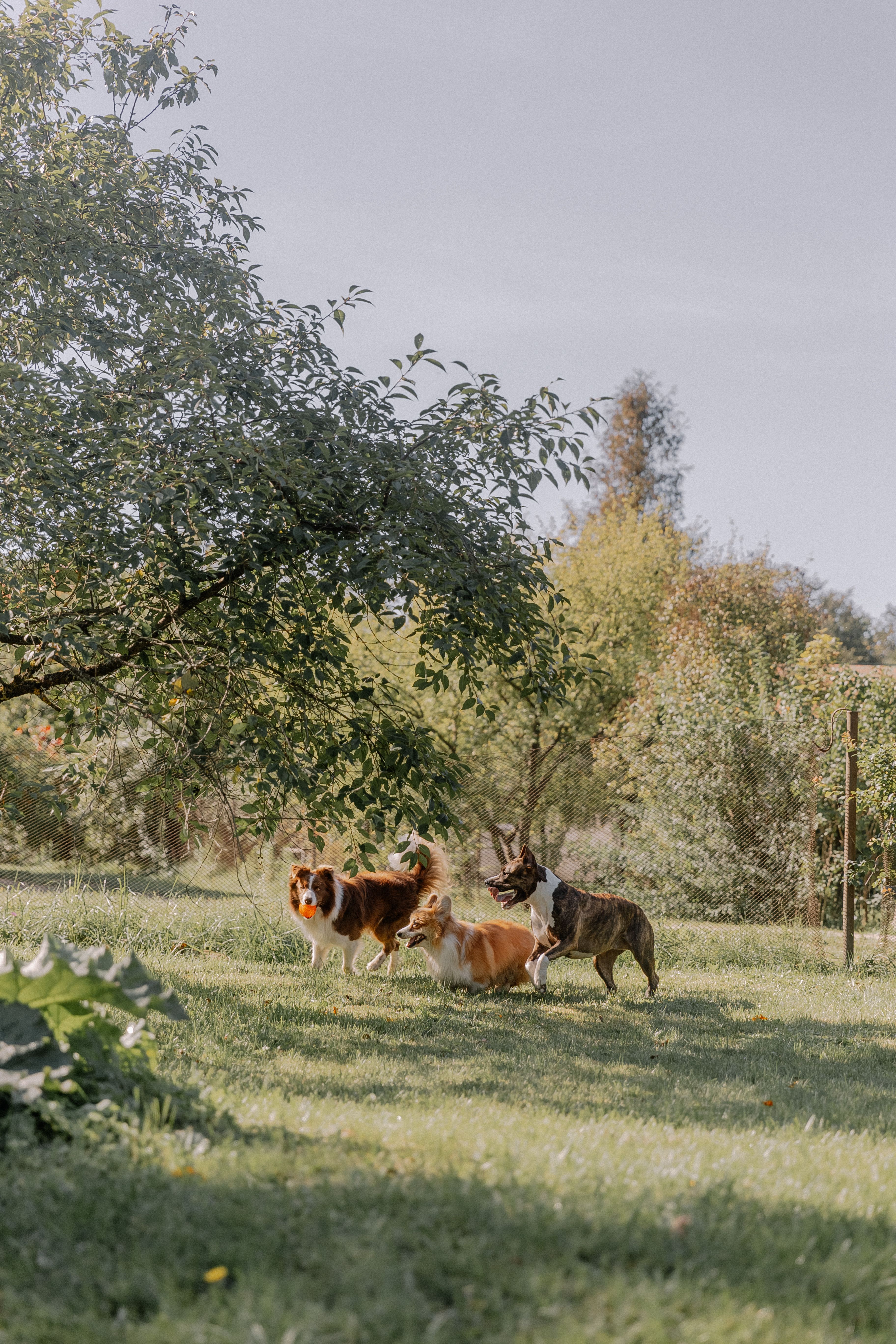 Dogs in a Garden · Free Stock Photo