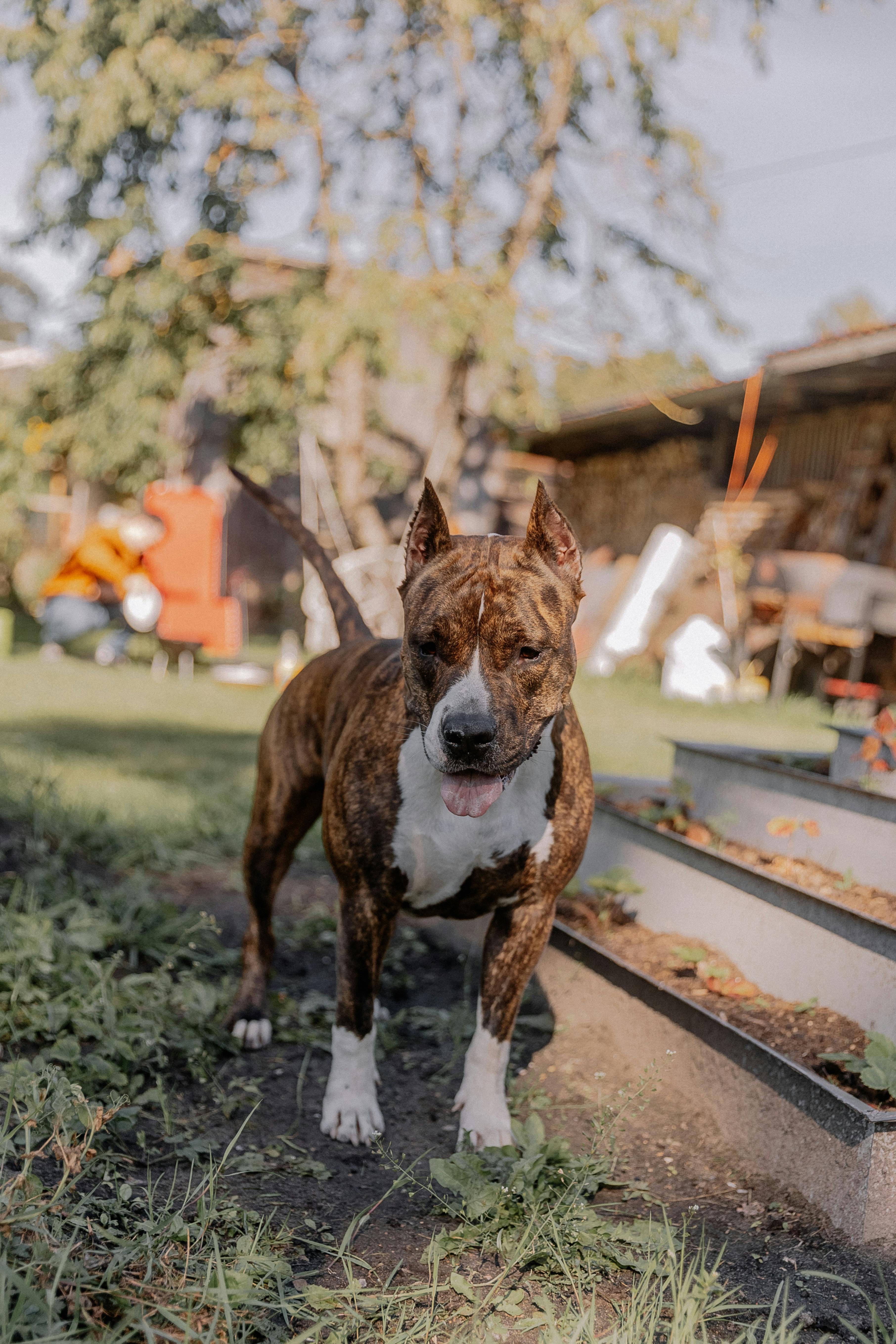Brindle Pit Bull Standing in the Yard · Free Stock Photo