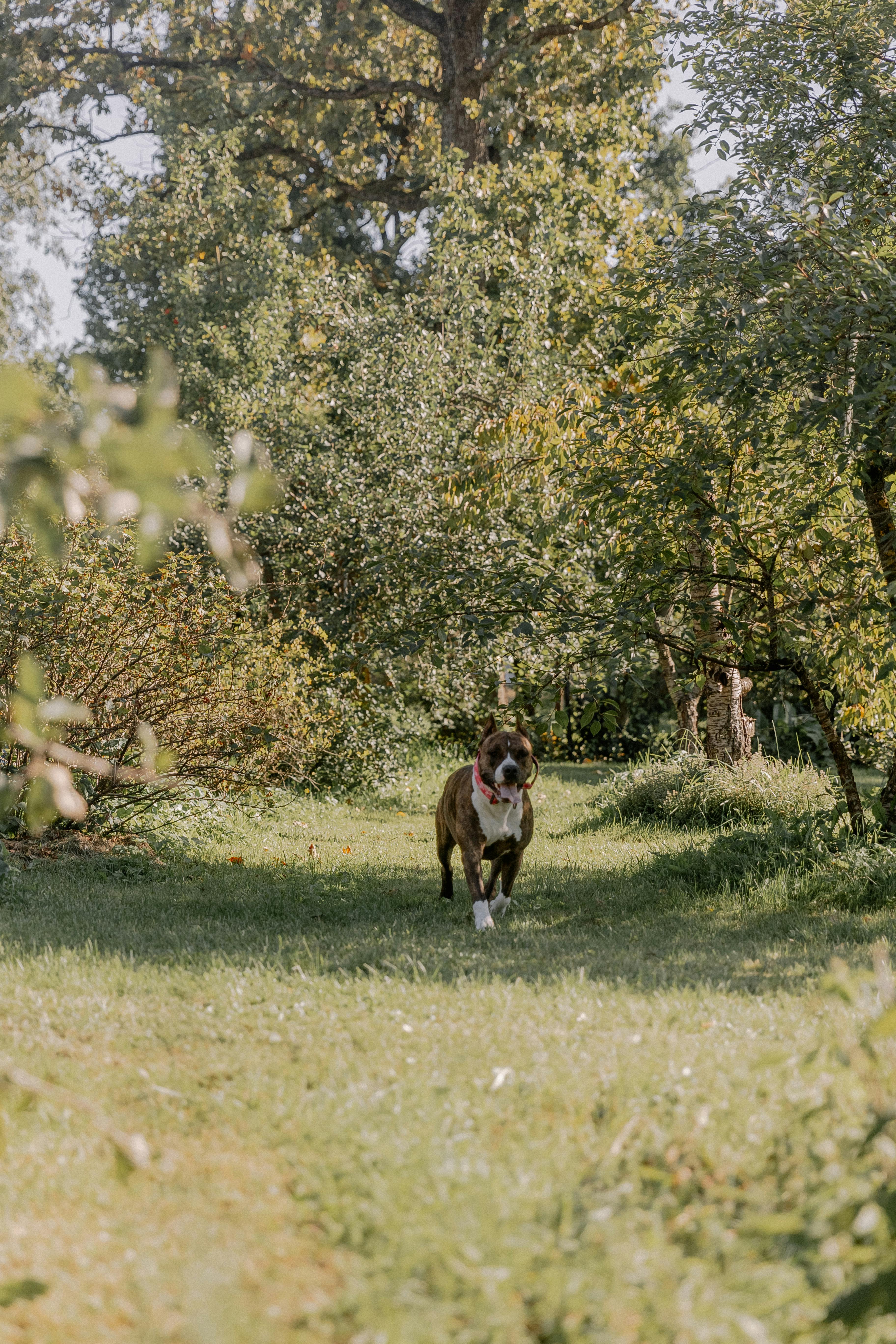 Dog Running in a Garden · Free Stock Photo