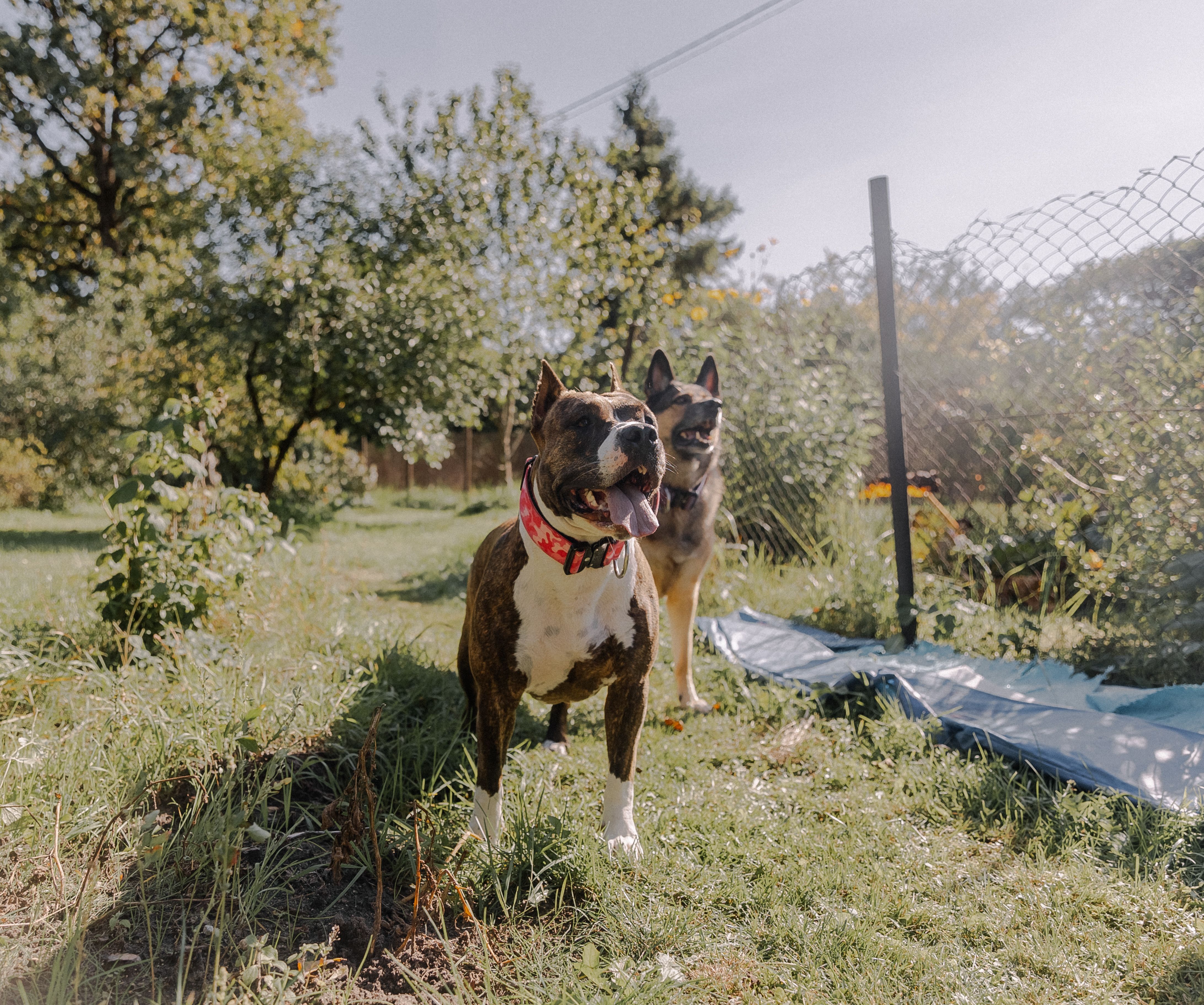 Dogs in Garden · Free Stock Photo