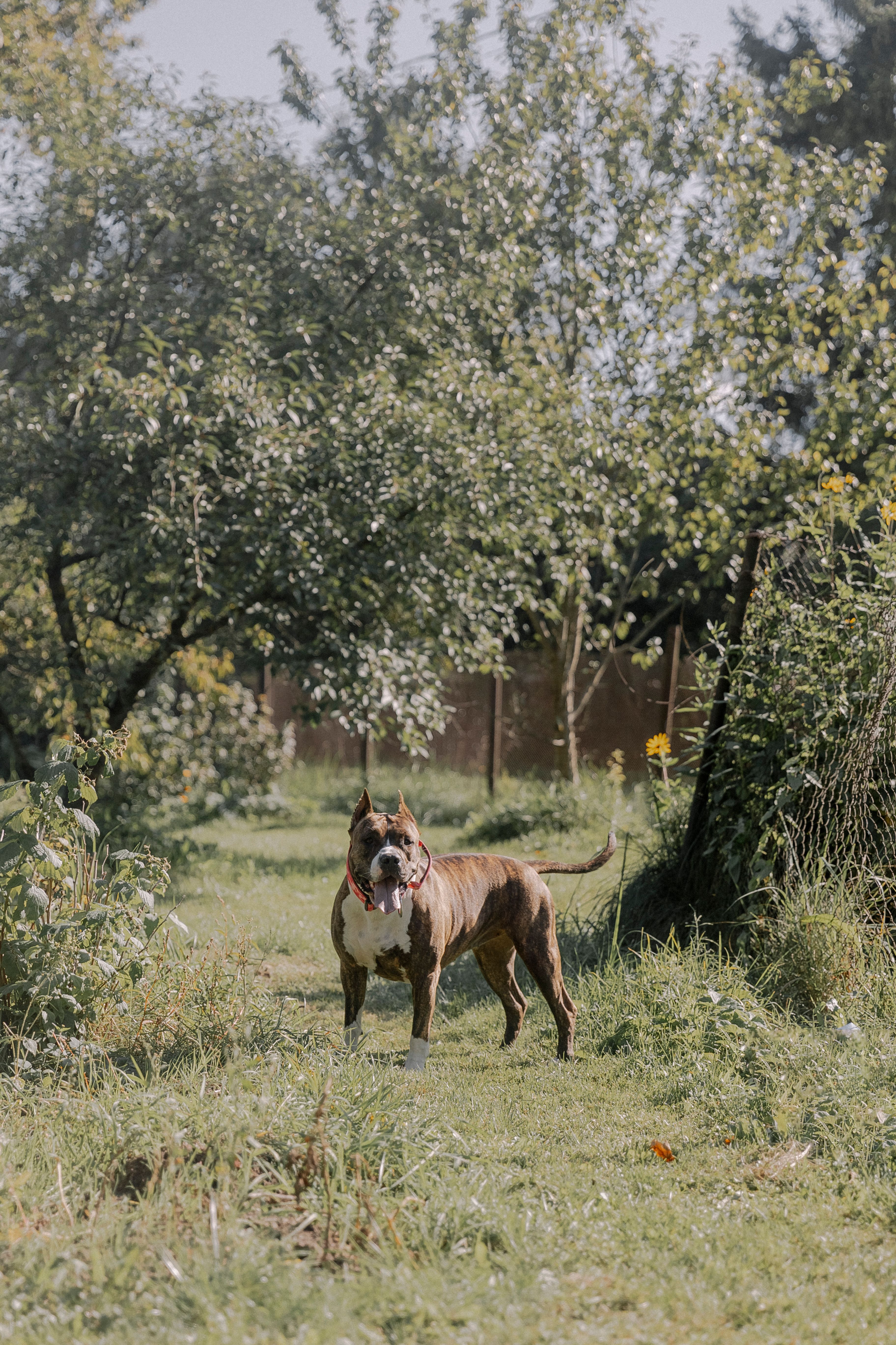 Pitbull Dog Standing Behind Wrought Iron Fence · Free Stock Photo