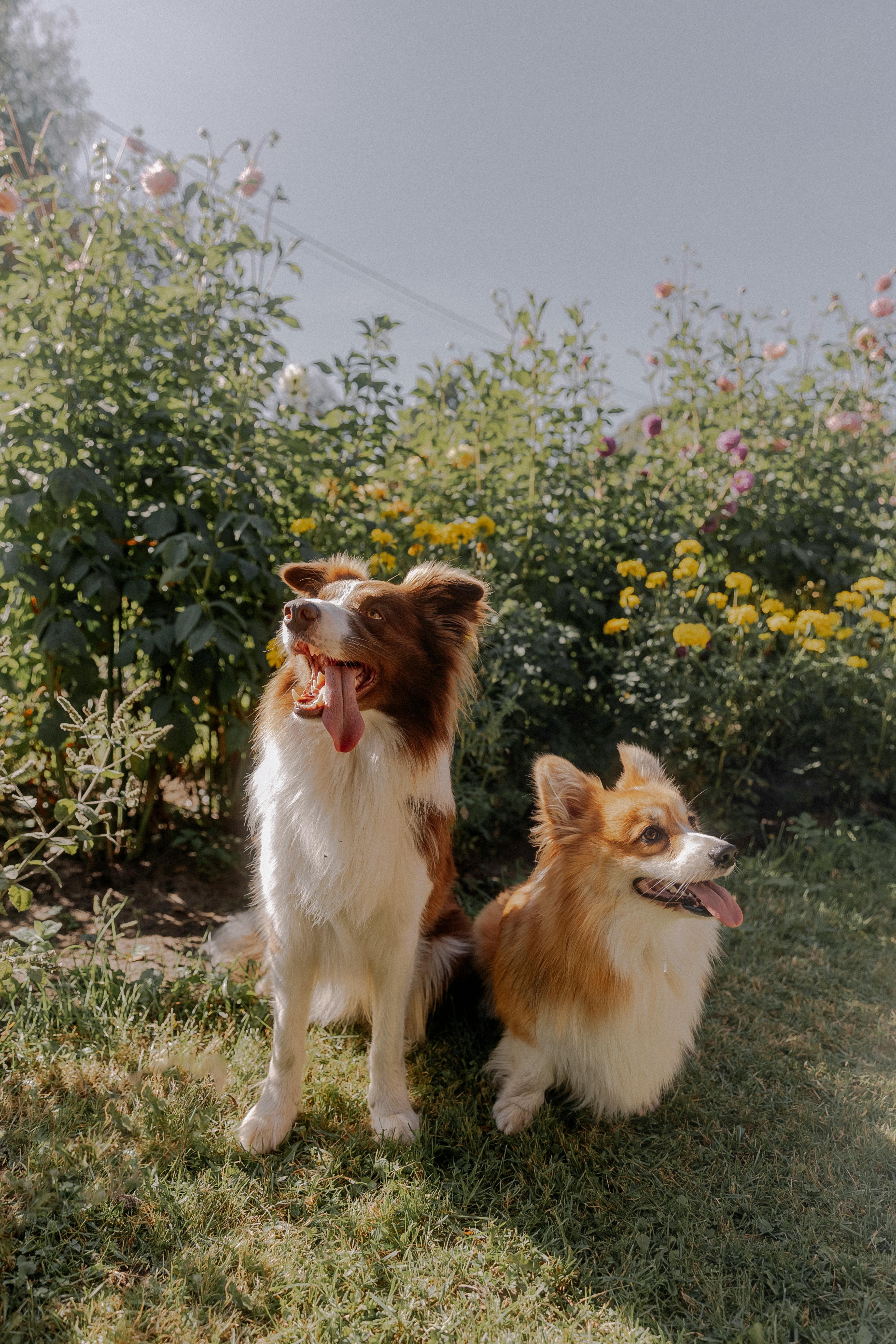 Dogs in a Garden · Free Stock Photo