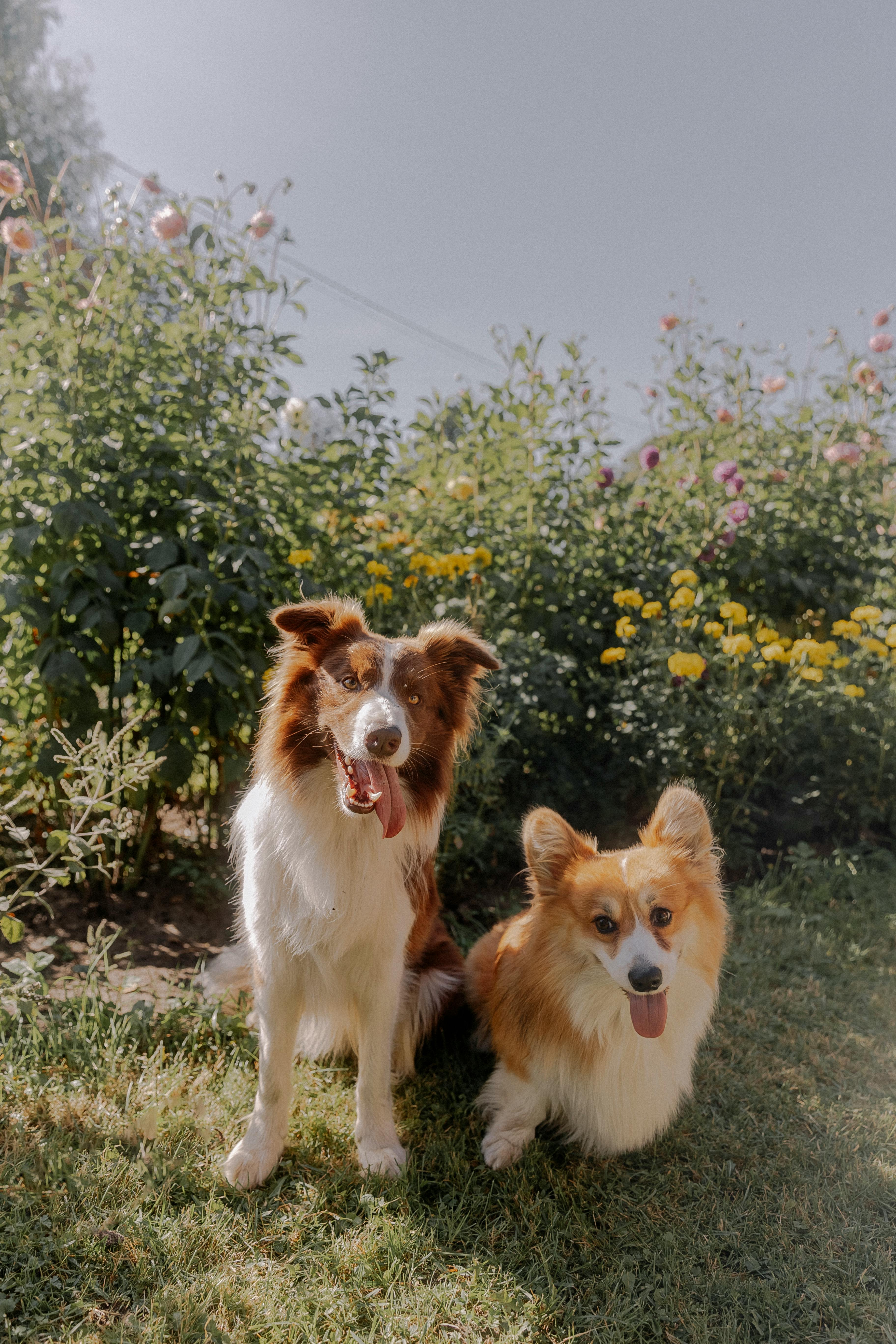 Dogs And Plants Photos, Download The BEST Free Dogs And Plants Stock ...