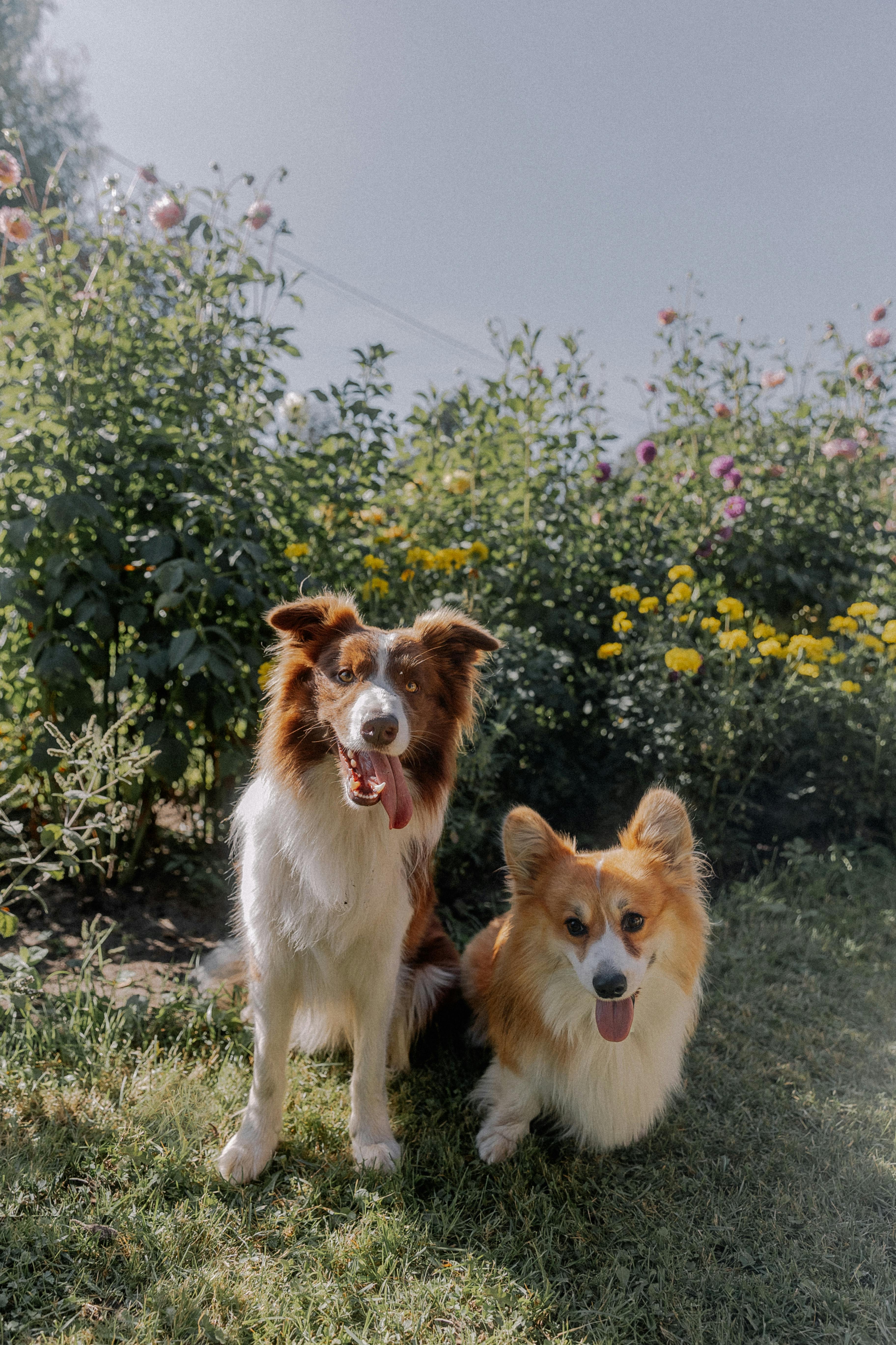 Dogs near Bushes in Garden · Free Stock Photo