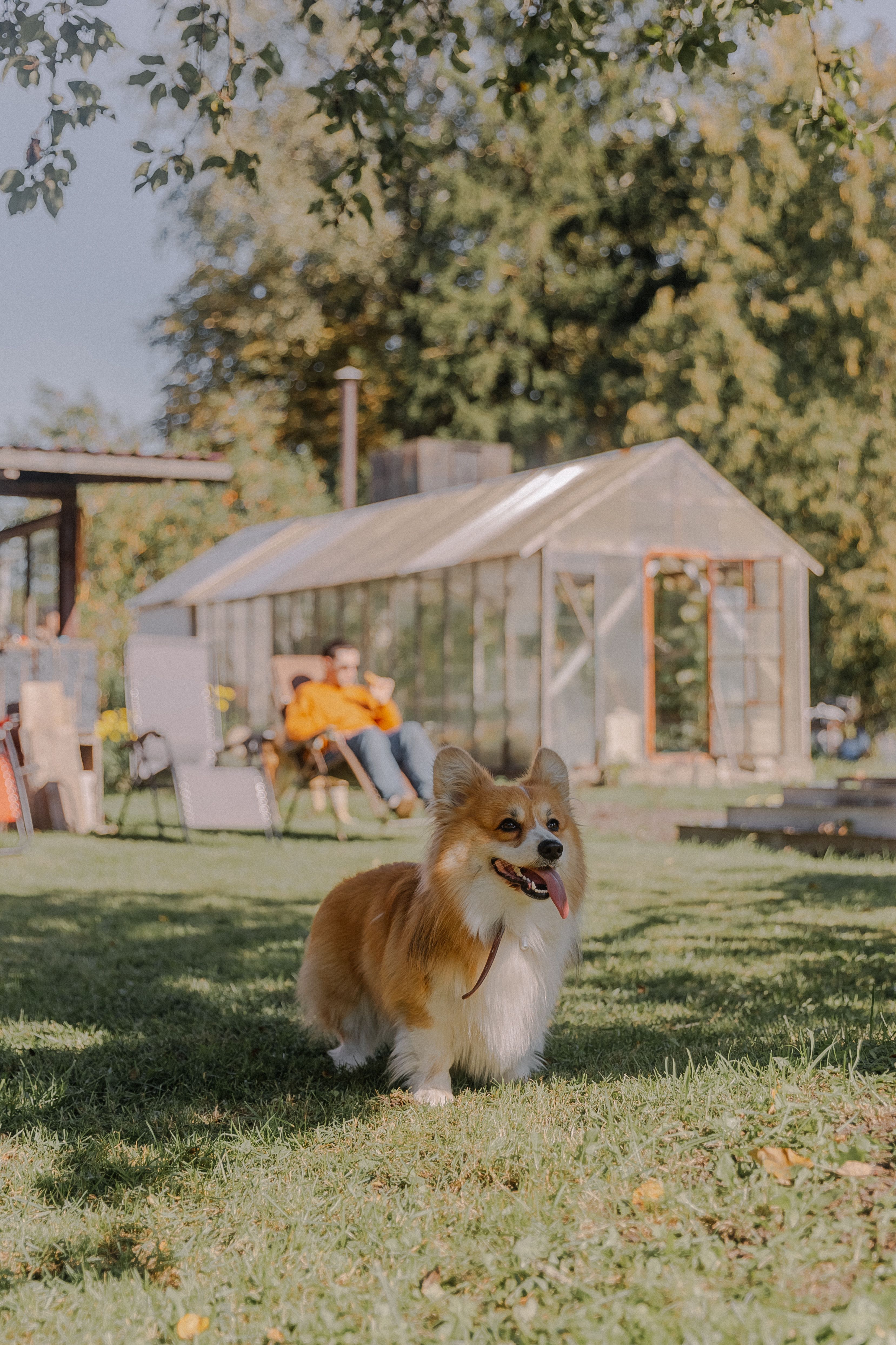 Welsh Corgi Standing on the Lawn in the Yard · Free Stock Photo