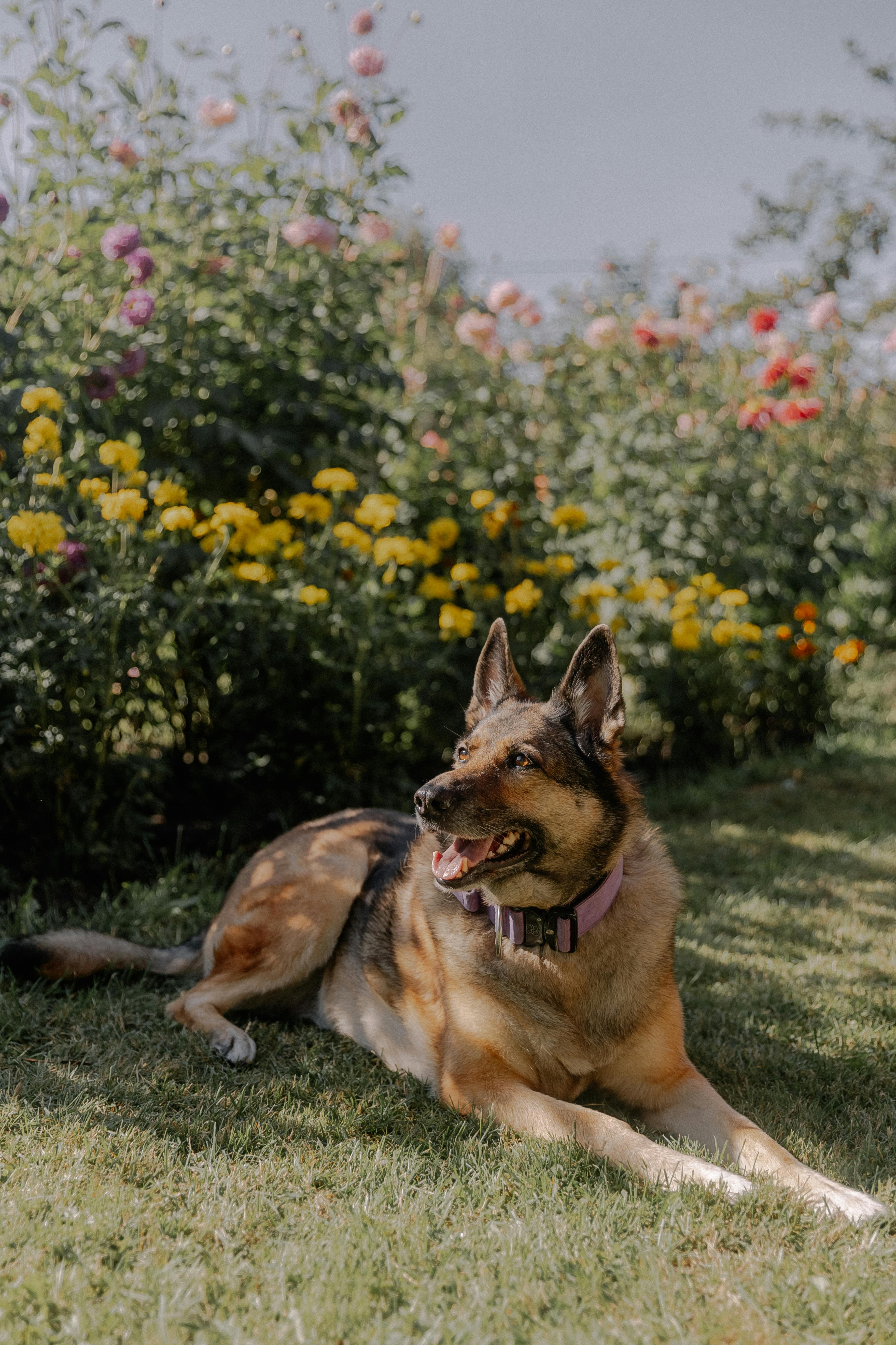 A K9 Dog Sitting on the Grass · Free Stock Photo