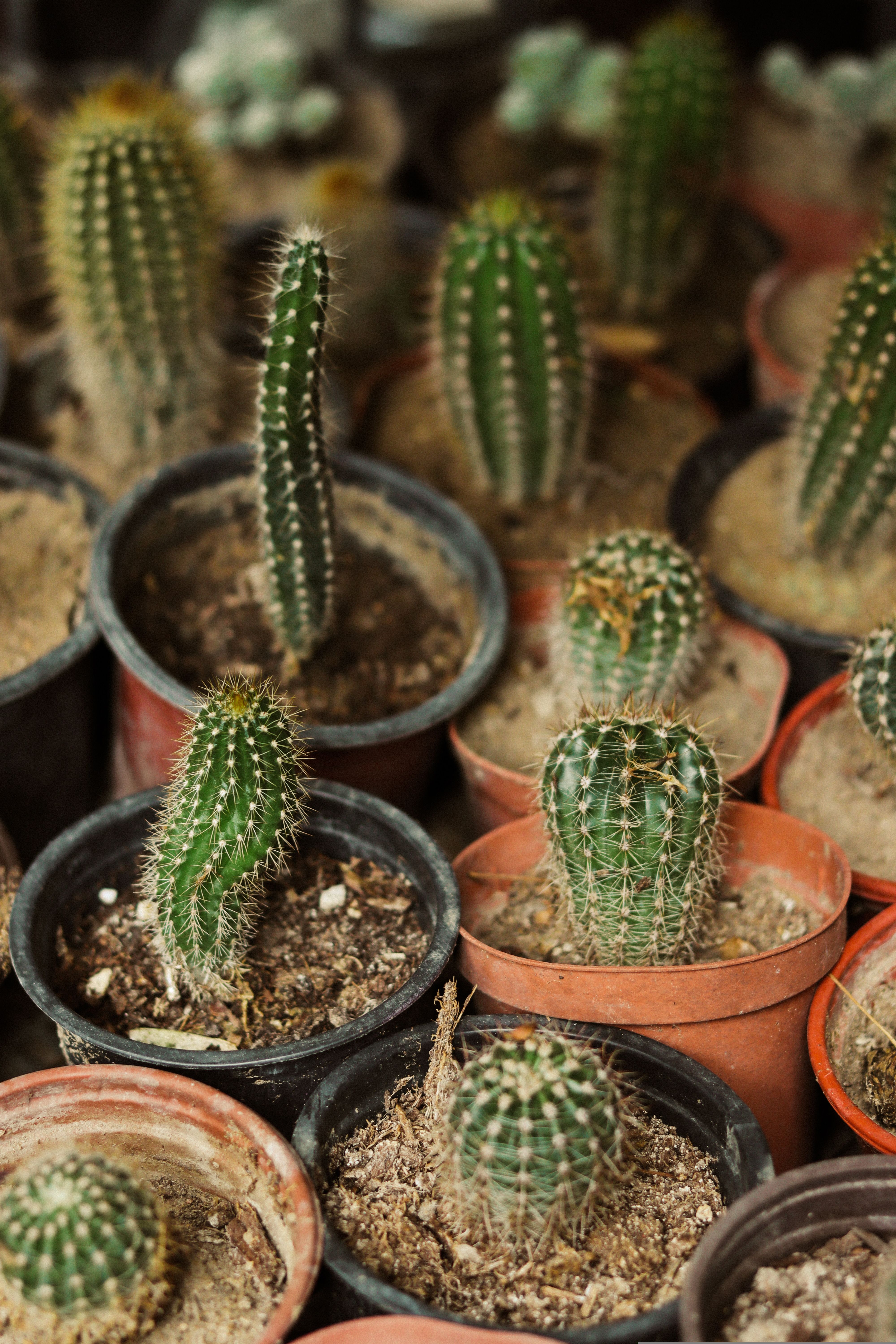 Lots of Small Cacti in Pots · Free Stock Photo