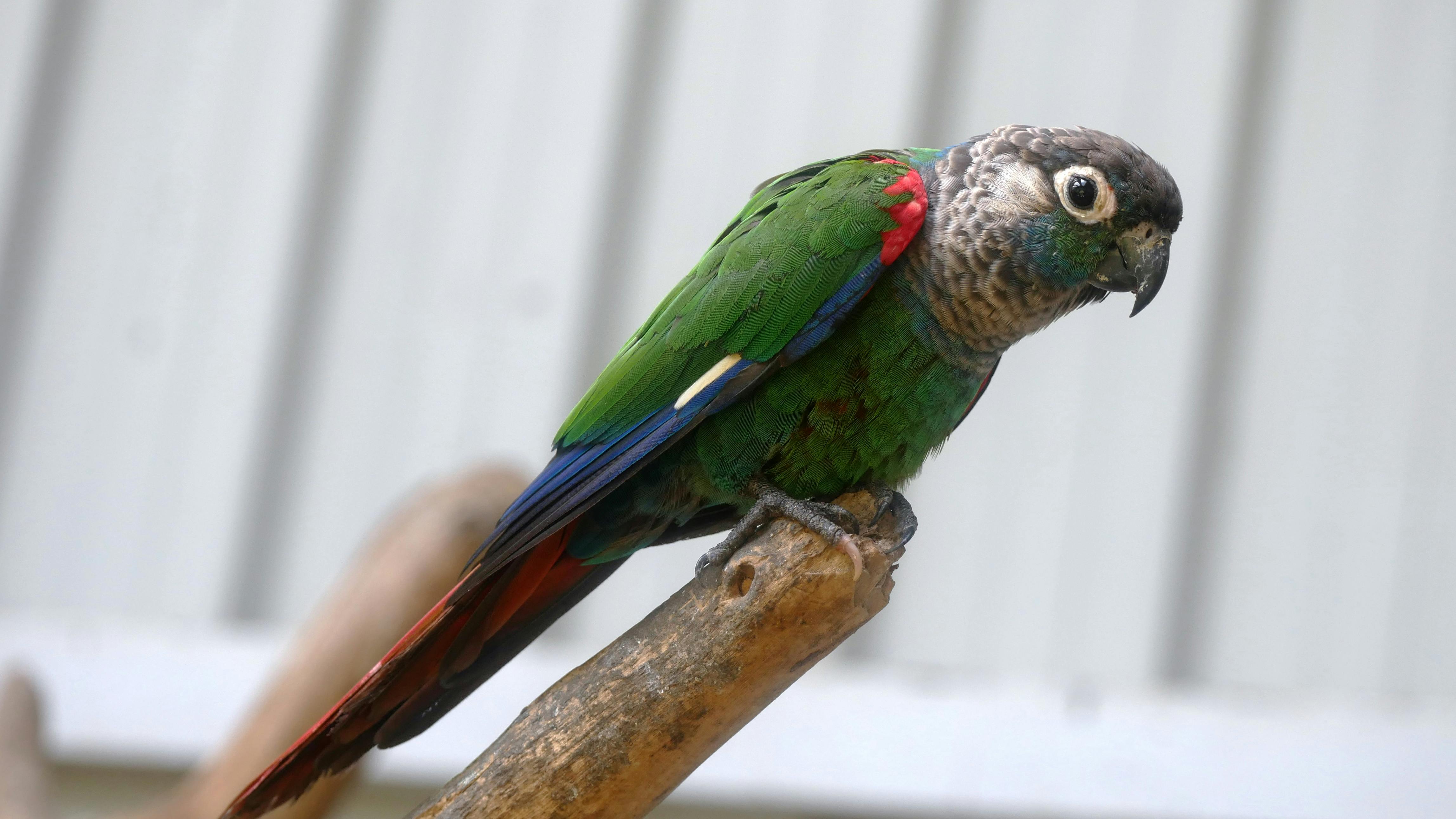Green and Red Beak Bird on Grey Branch · Free Stock Photo