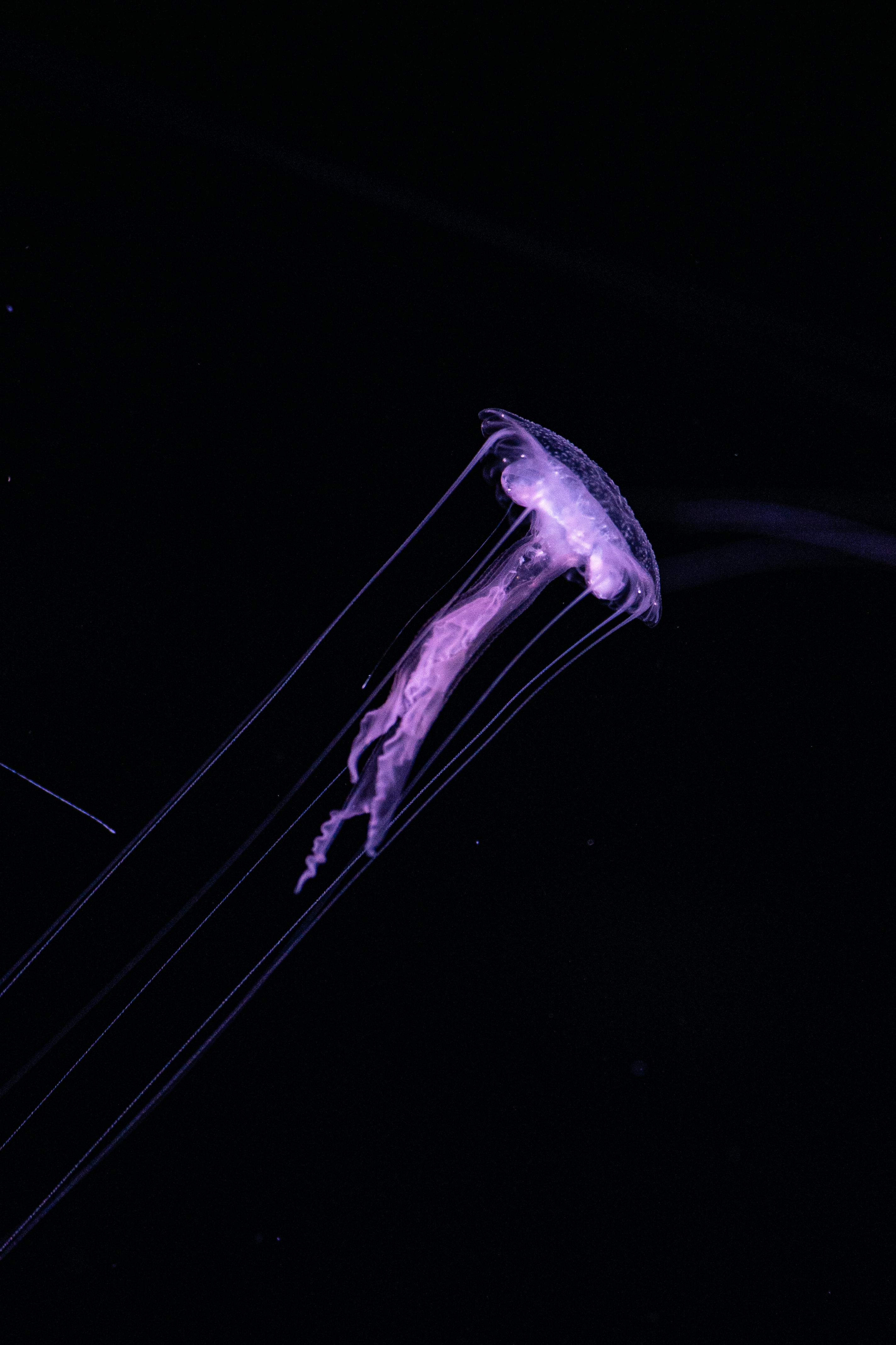 Moonjelly Photos, Download The BEST Free Moonjelly Stock Photos & HD Images