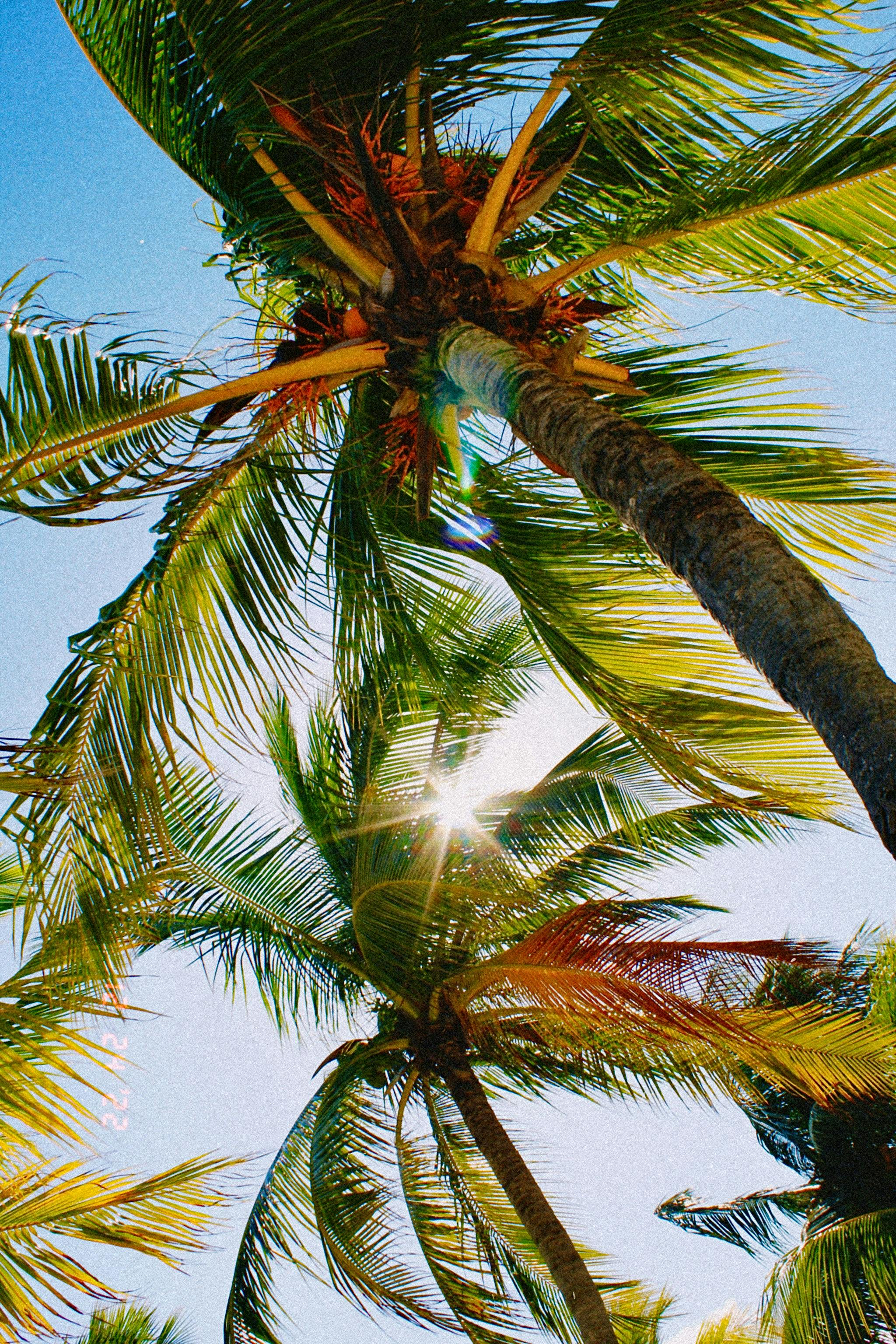 Sunlight Shining between Palm Tree Fronds · Free Stock Photo