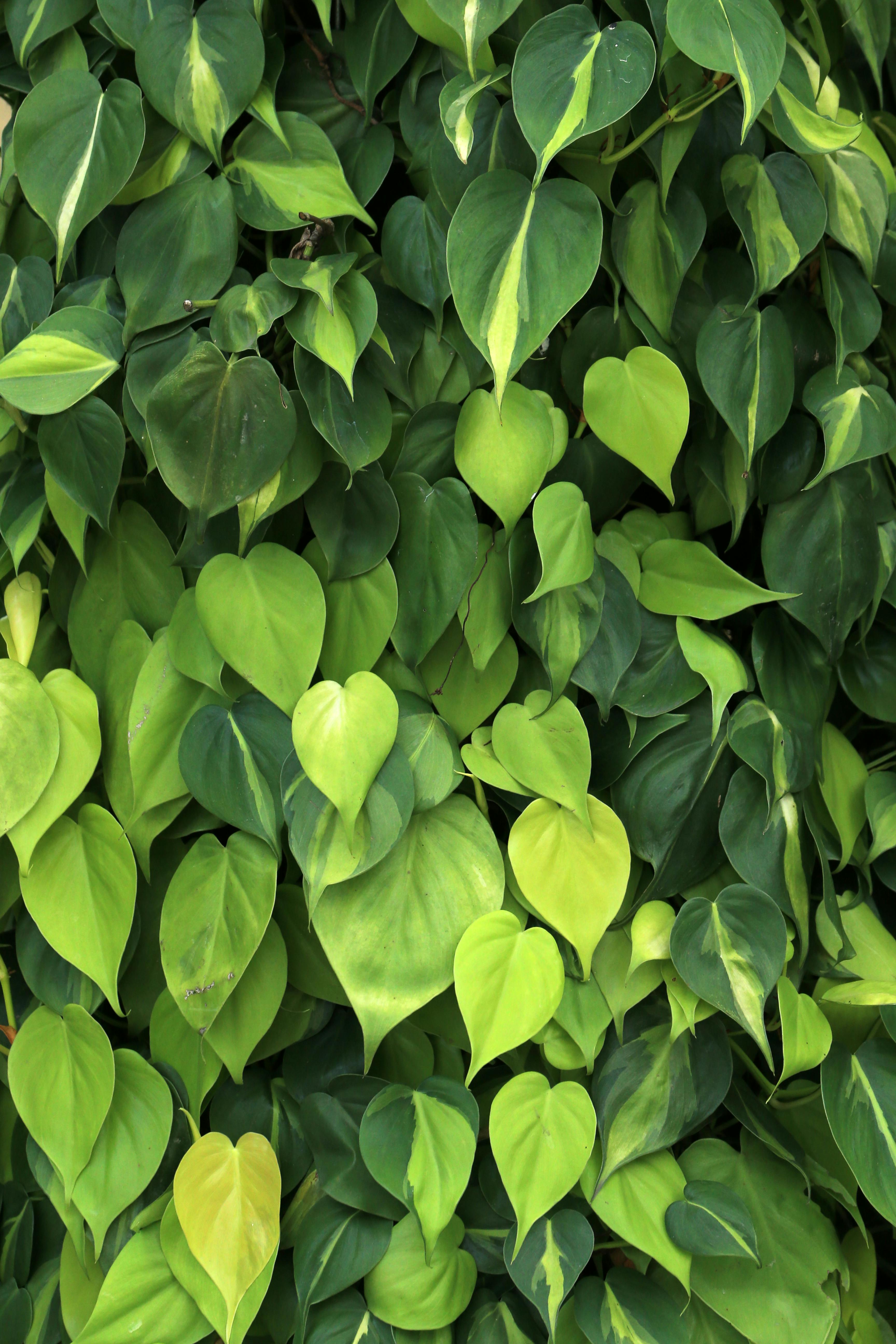 Labyrinth in Hedge · Free Stock Photo Labyrinth in Hedge · Free Stock Photo