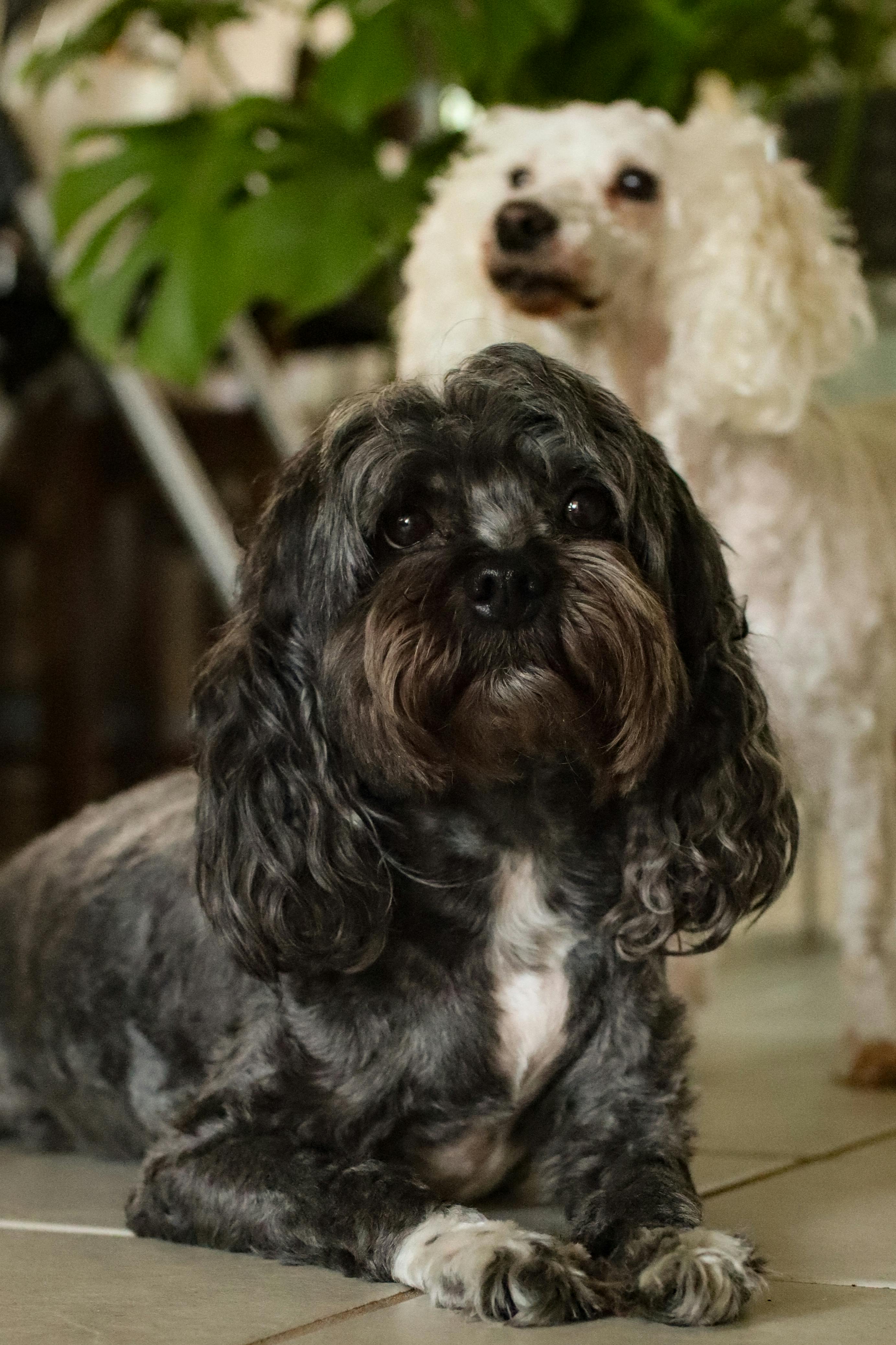 Black Cockapoo Photos, Download The BEST Free Black Cockapoo Stock ...