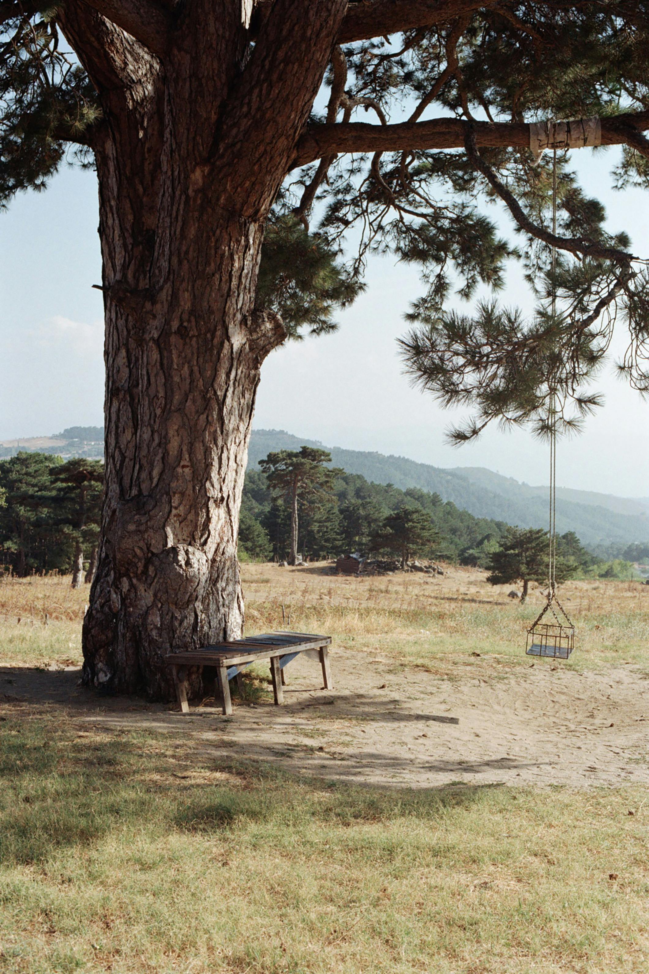 Marula Tree Photos, Download The BEST Free Marula Tree Stock Photos ...