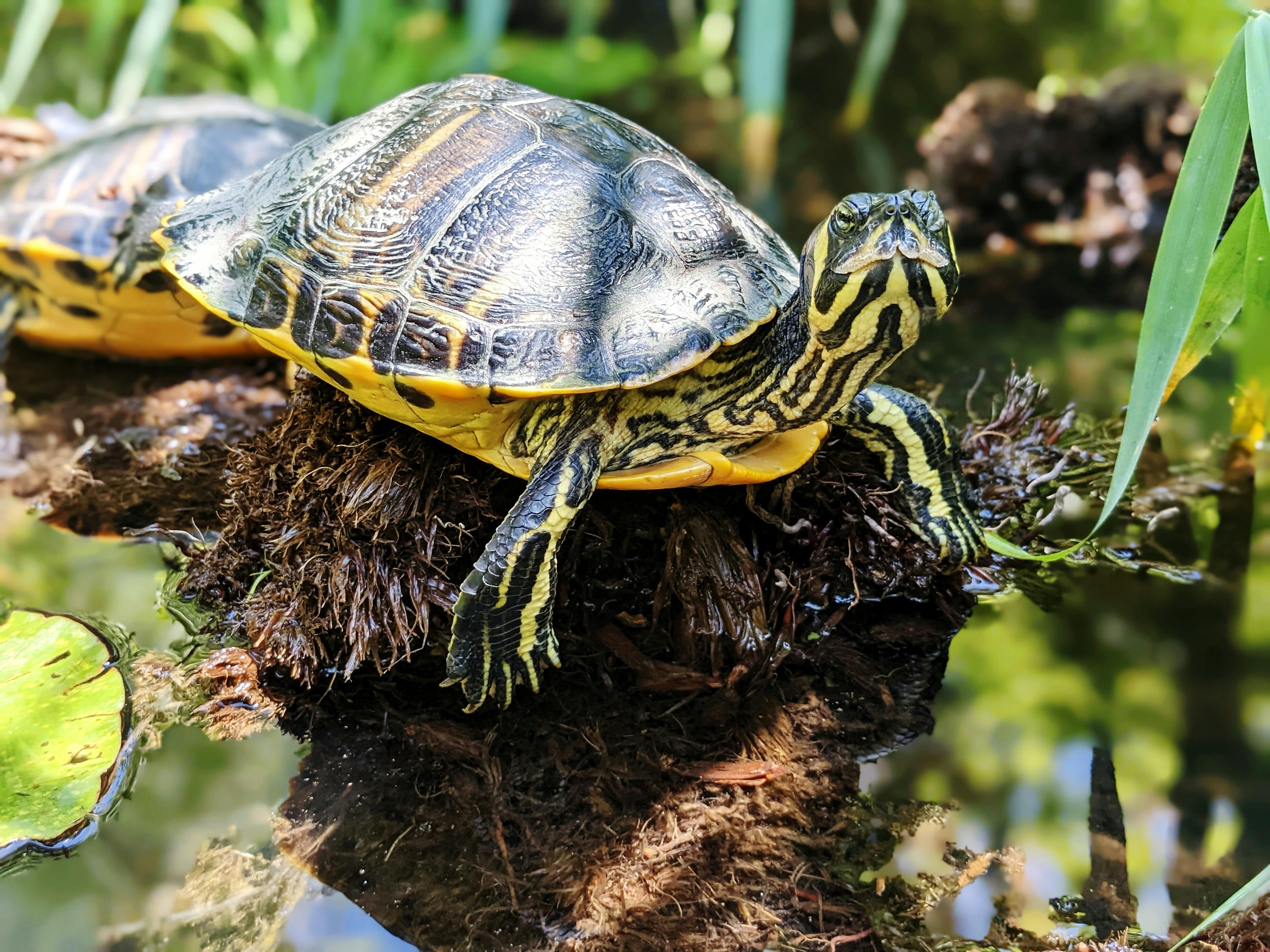 Yellow-bellied Slider Turtles at the Pond · Free Stock Photo