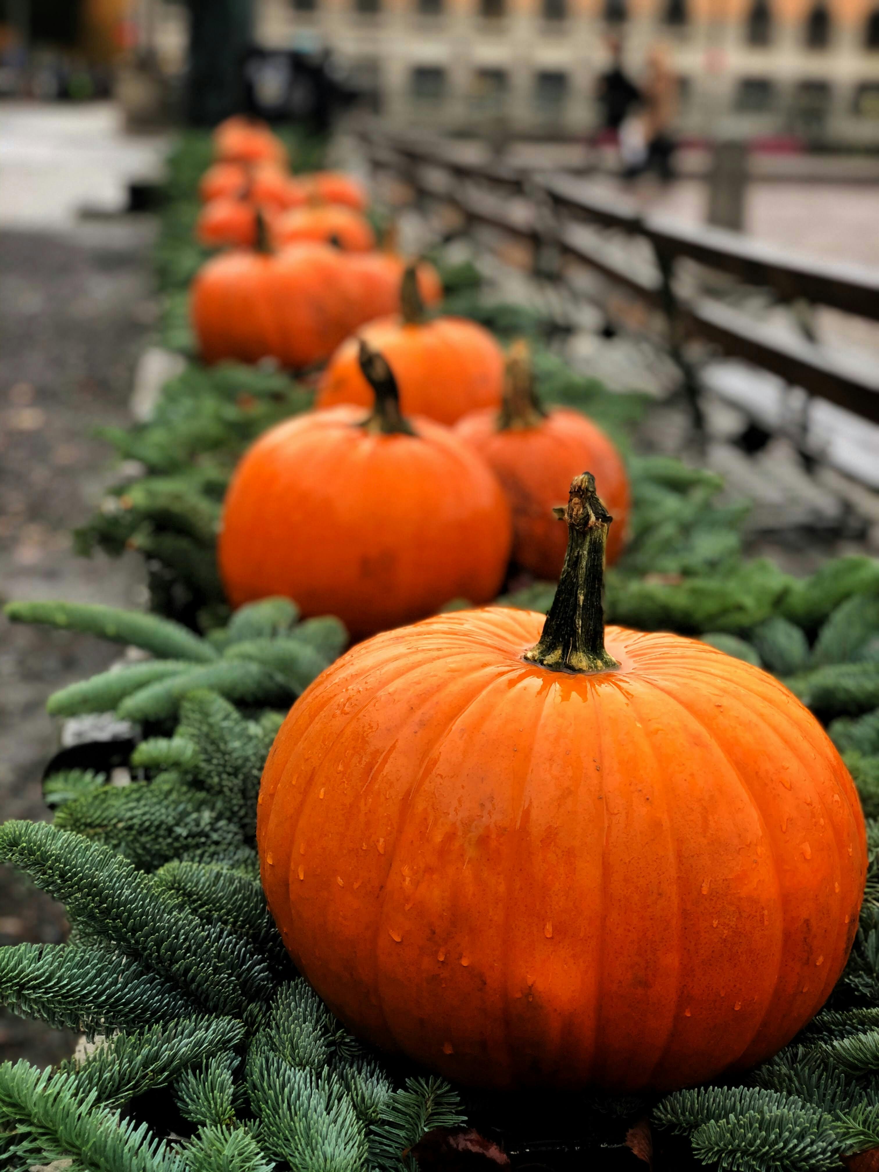 Close up of Pumpkins · Free Stock Photo