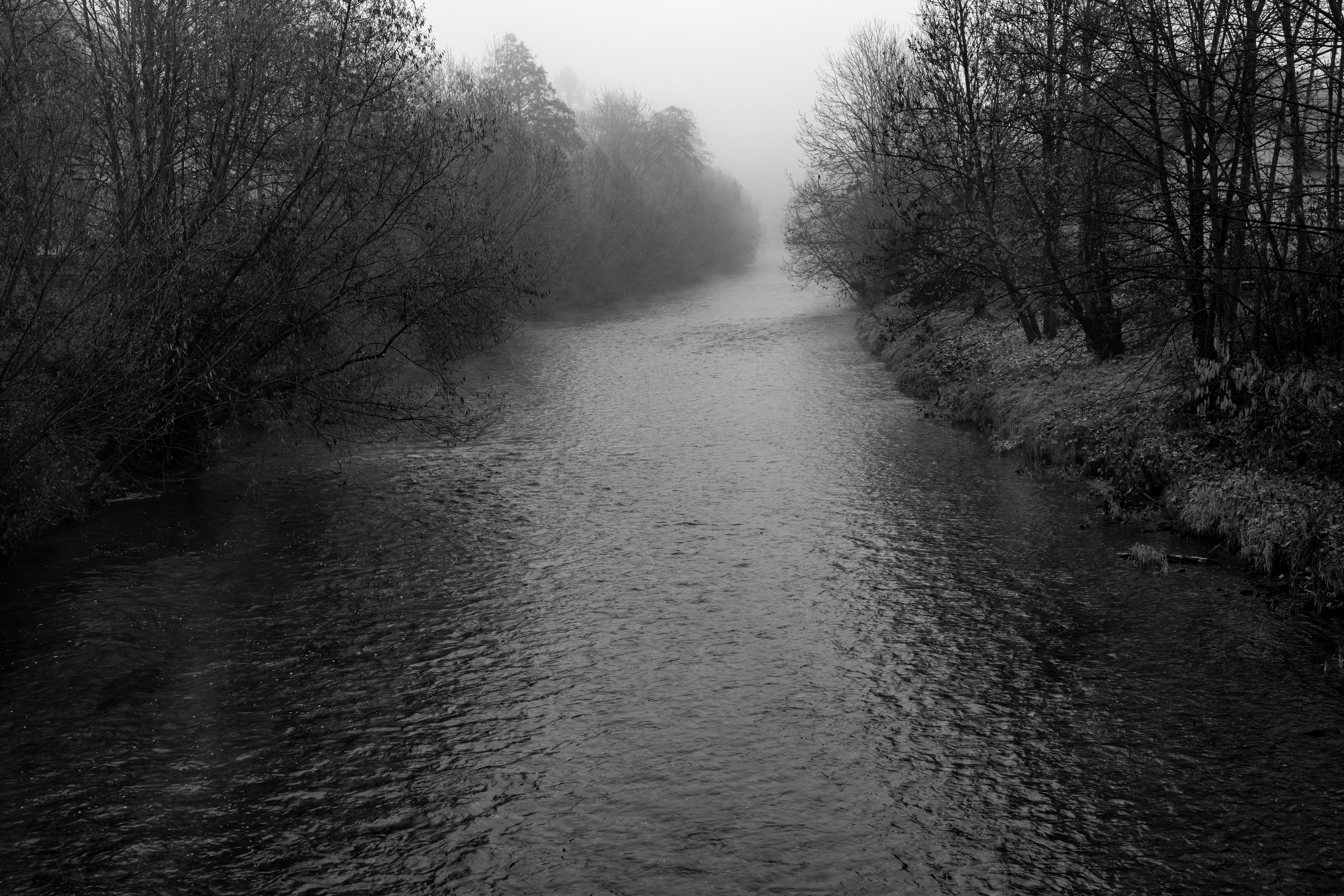 River in Forest in Black and White · Free Stock Photo