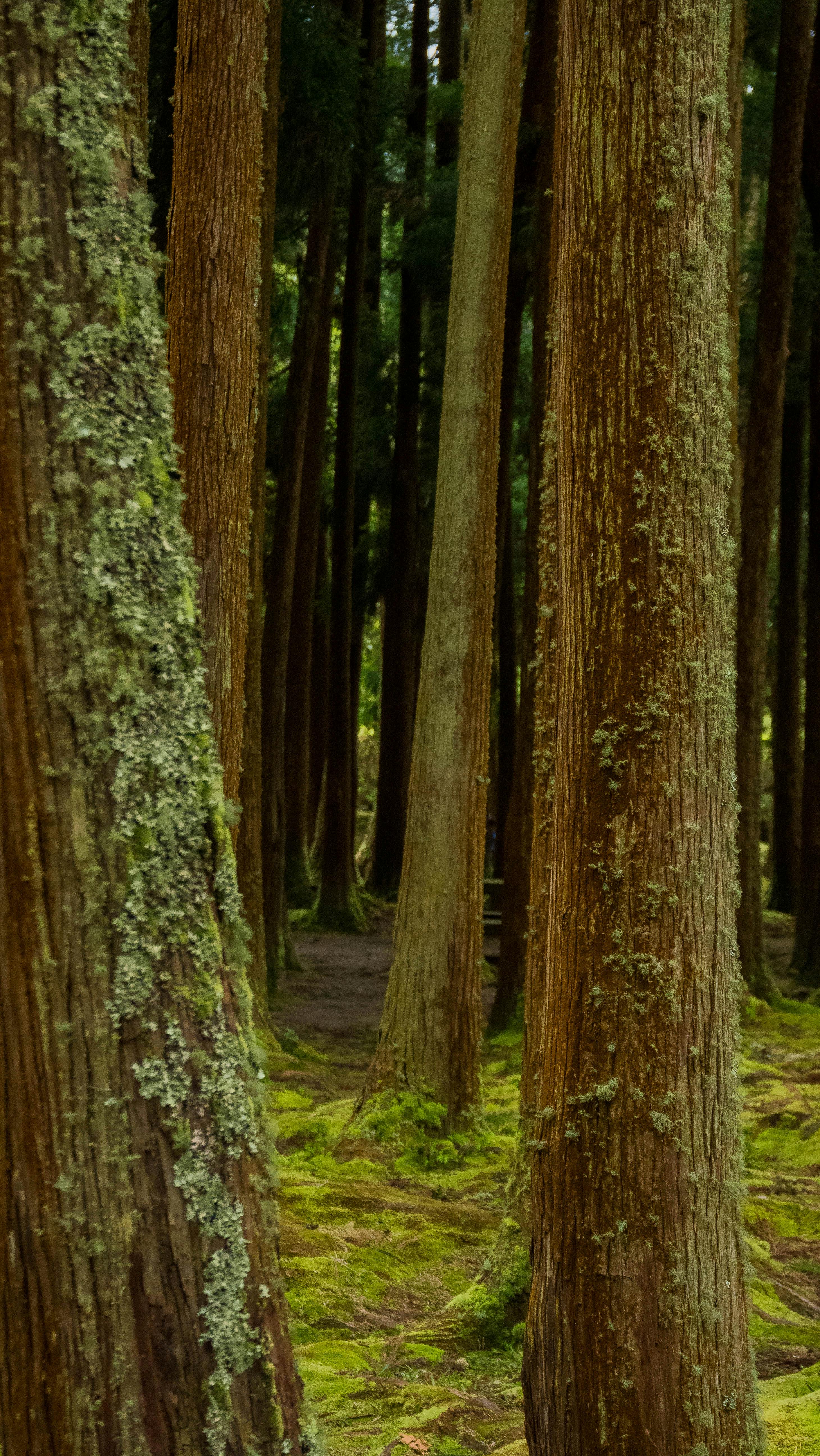 Moss-covered Tree Trunks in the Forest · Free Stock Photo
