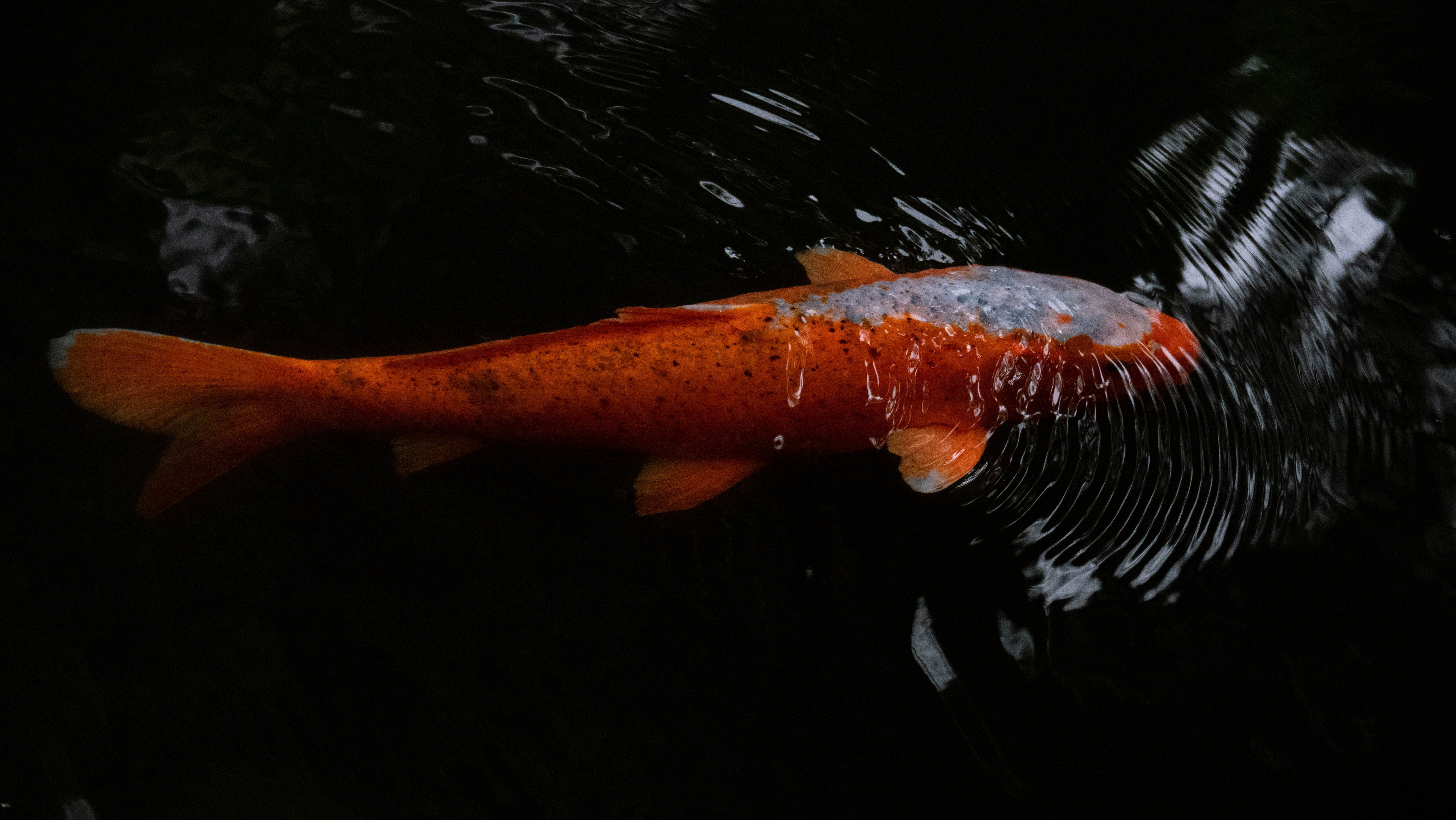 Dorado Fish Photos, Download The BEST Free Dorado Fish Stock Photos ...