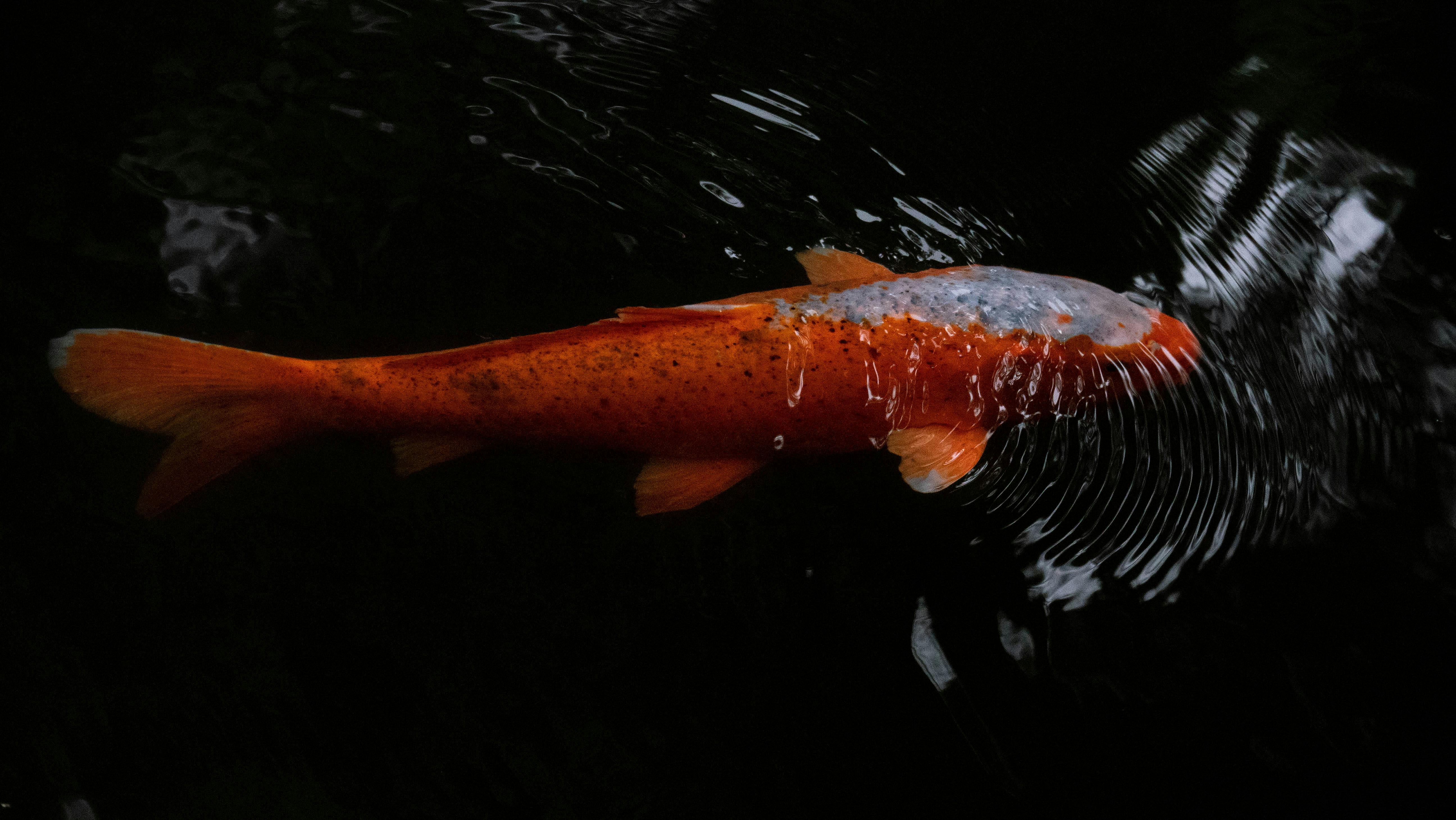 70 000+ Koi Fish 8k Wallpaper banque d’images et photos libres de droit ...
