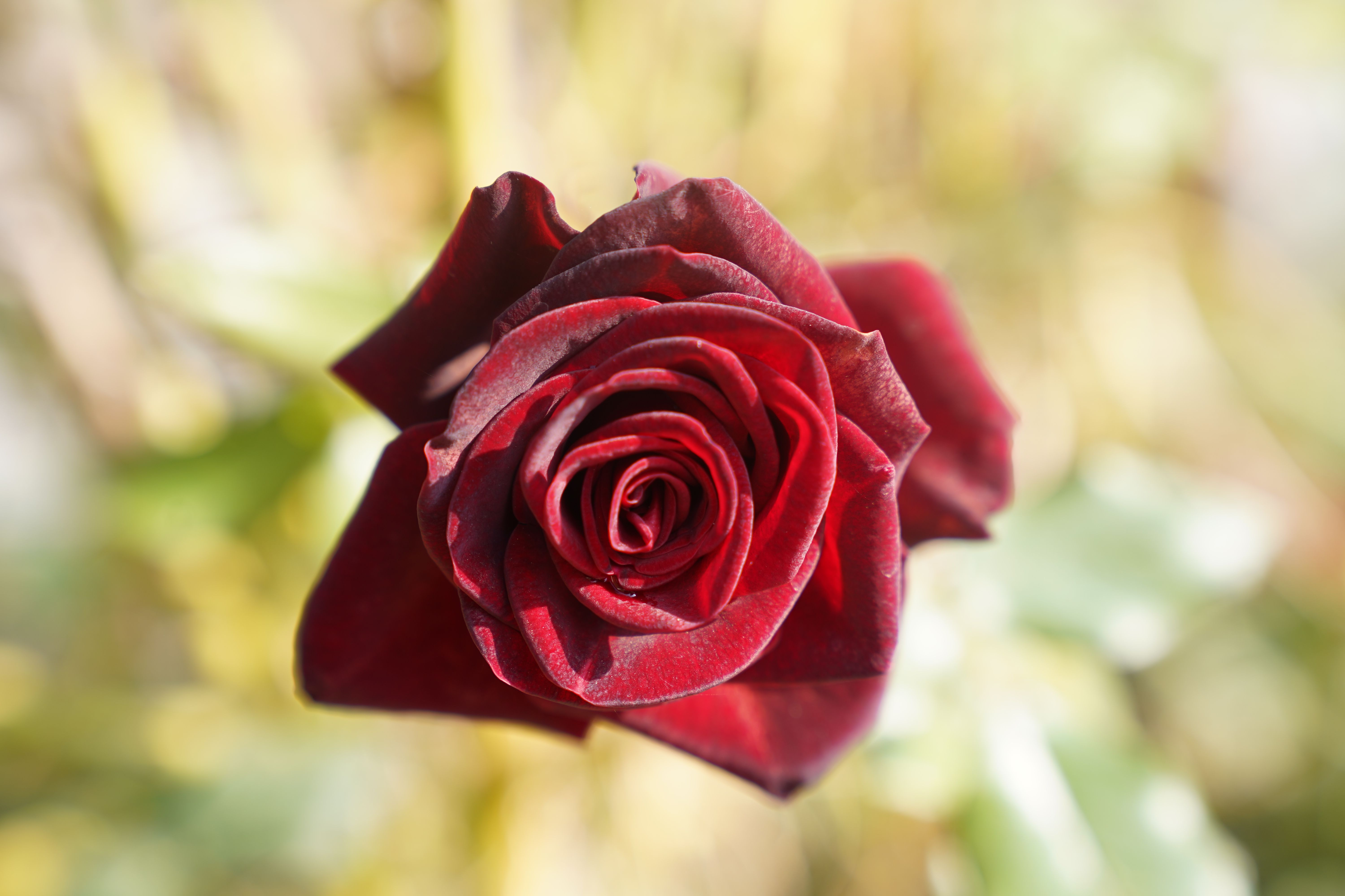 Close-up of Blooming Rose in Nature · Free Stock Photo