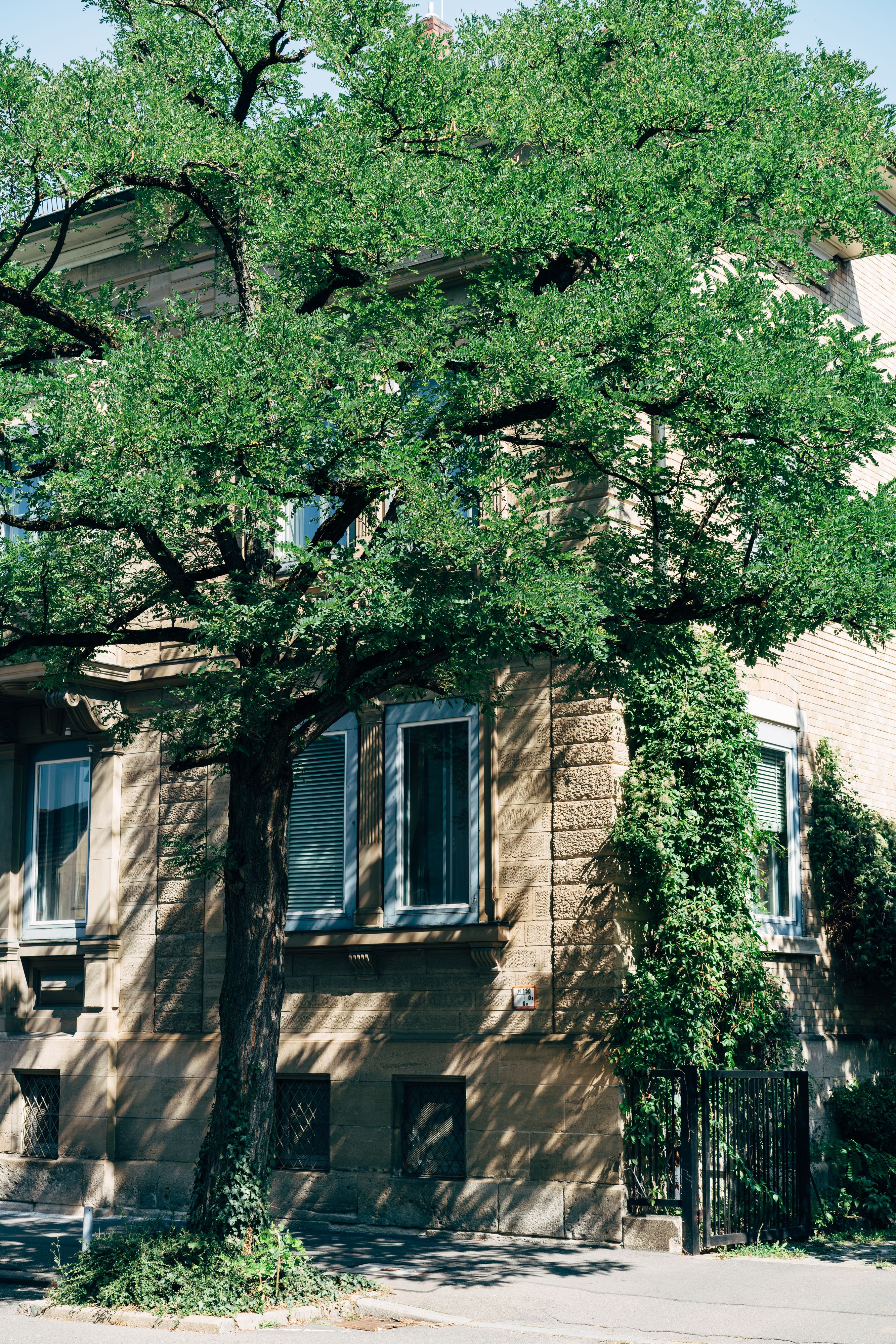 Tree in Front of Townhouse · Free Stock Photo