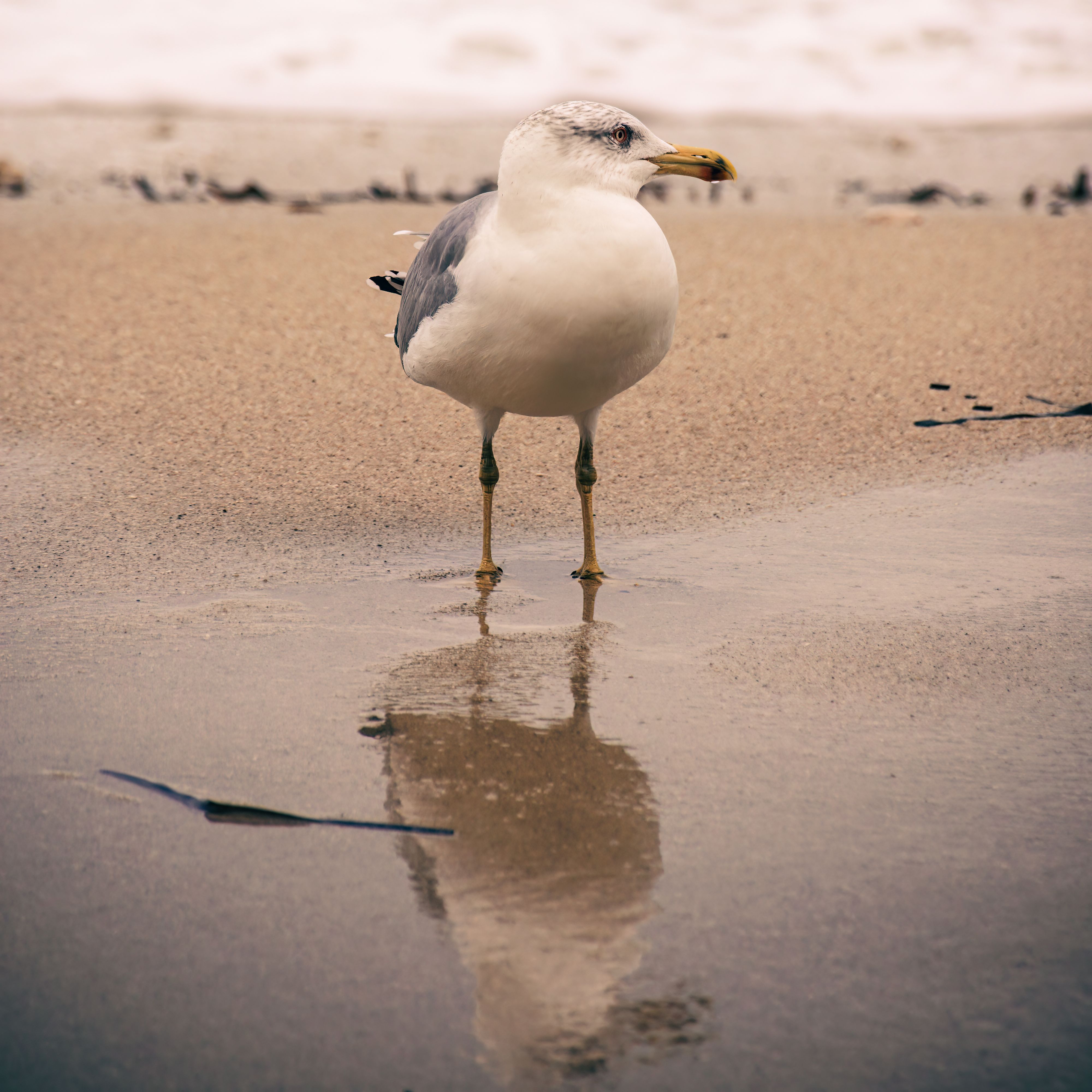 Seagull Standing on the Beach · Free Stock Photo