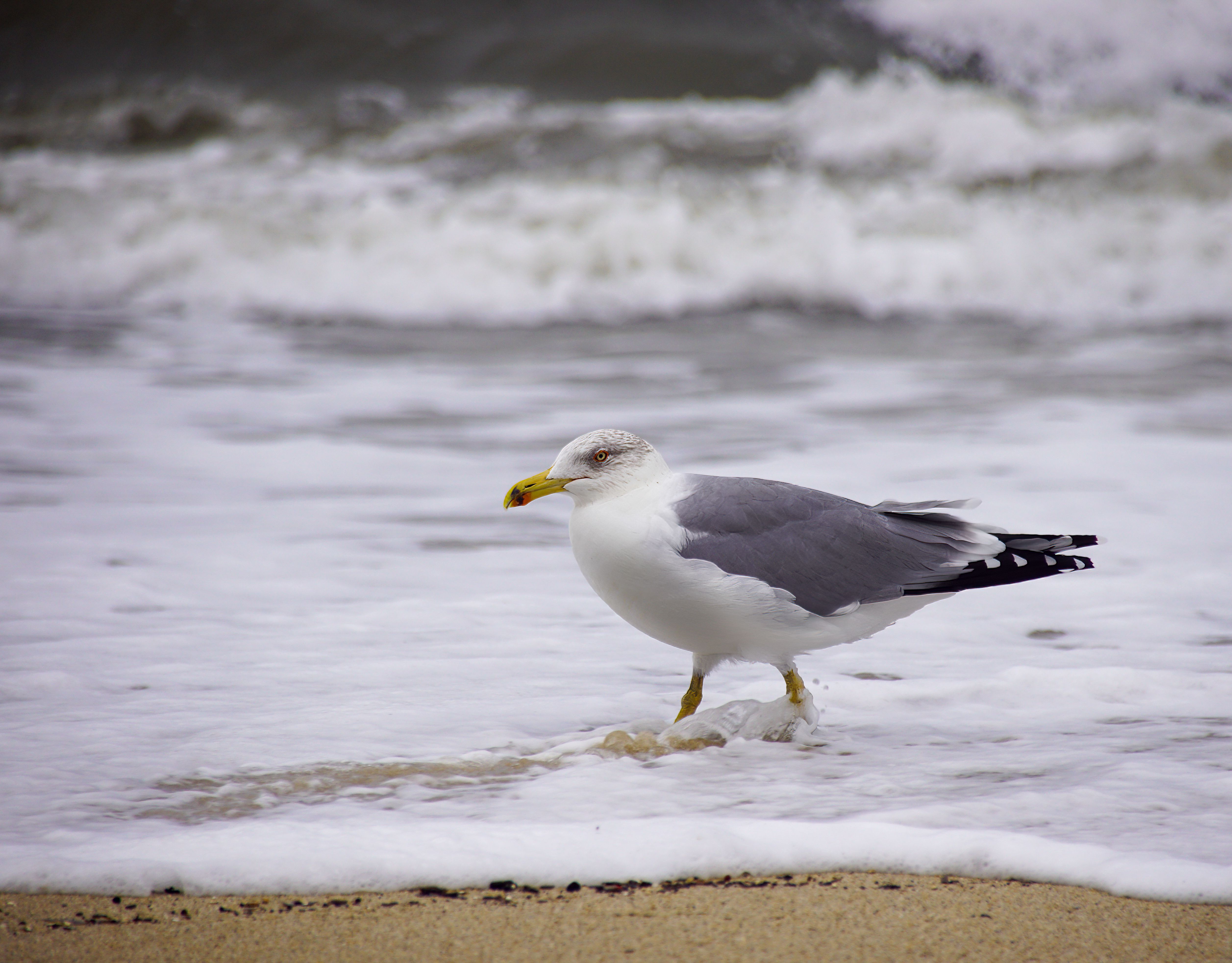 Seagull on Sea Shore · Free Stock Photo