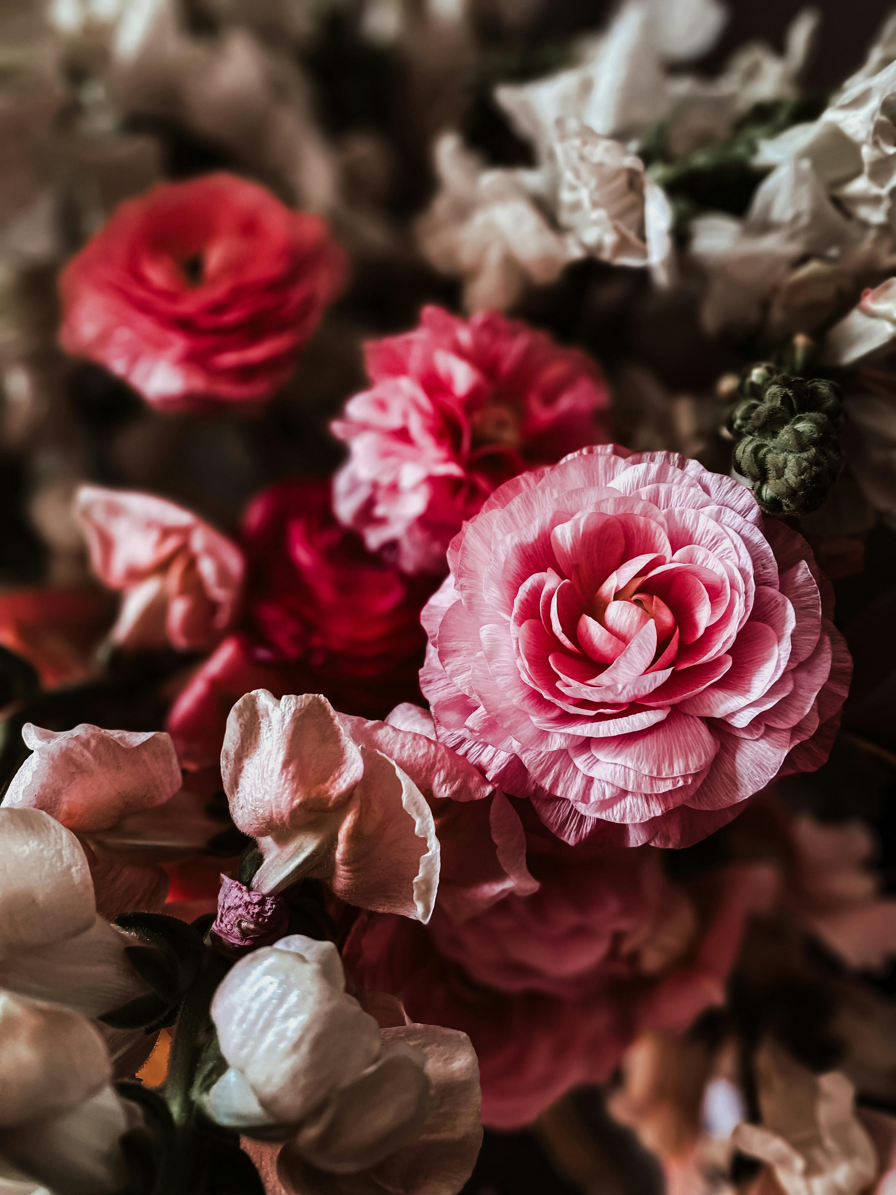 49ers Roses Photos, Download The BEST Free 49ers Roses Stock Photos ...