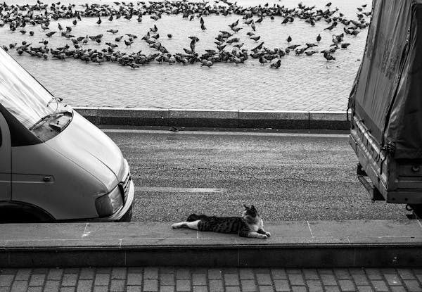 Cat Cars Photos, Download The BEST Free Cat Cars Stock Photos & HD Images