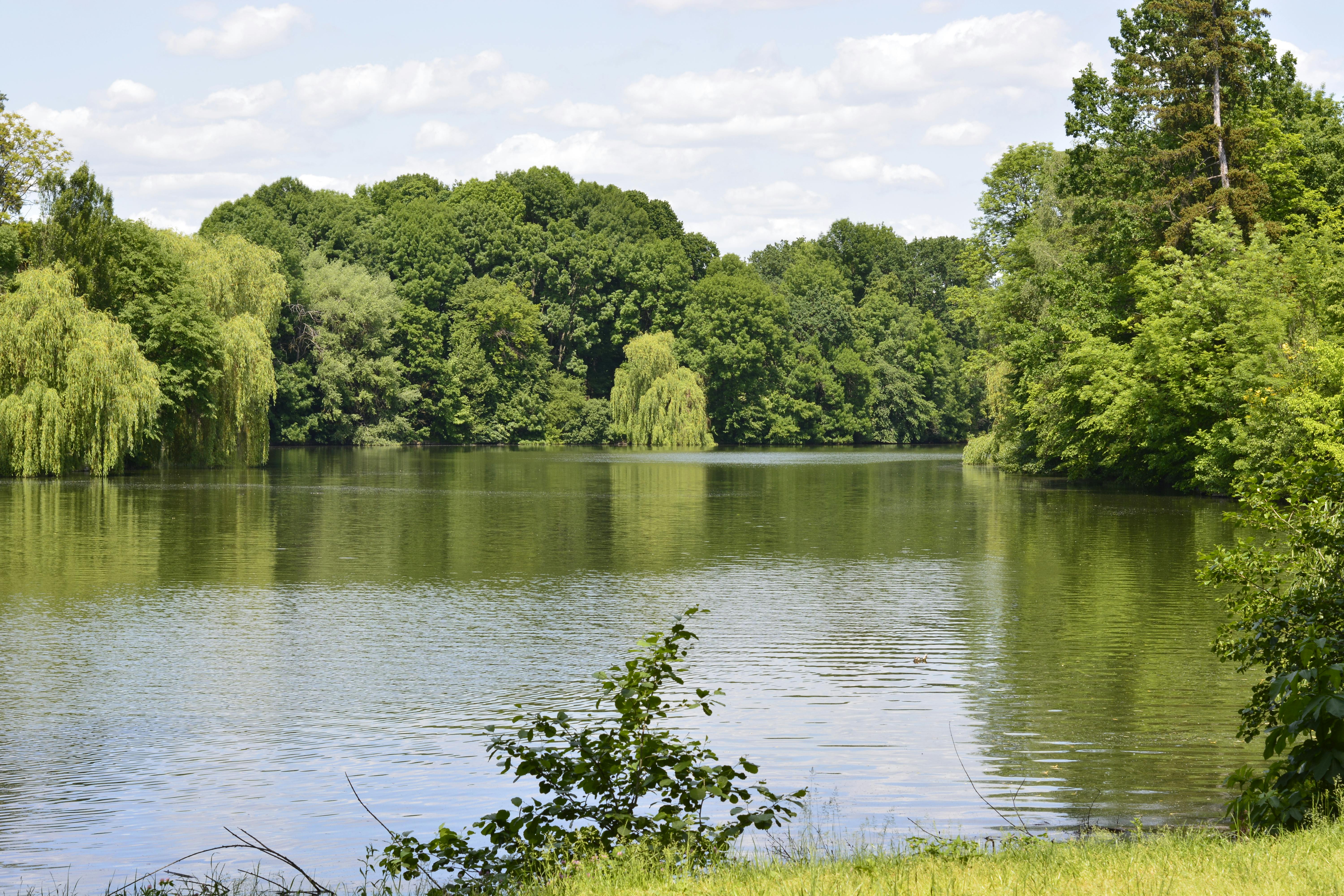 River with Green Water Among the Trees · Free Stock Photo