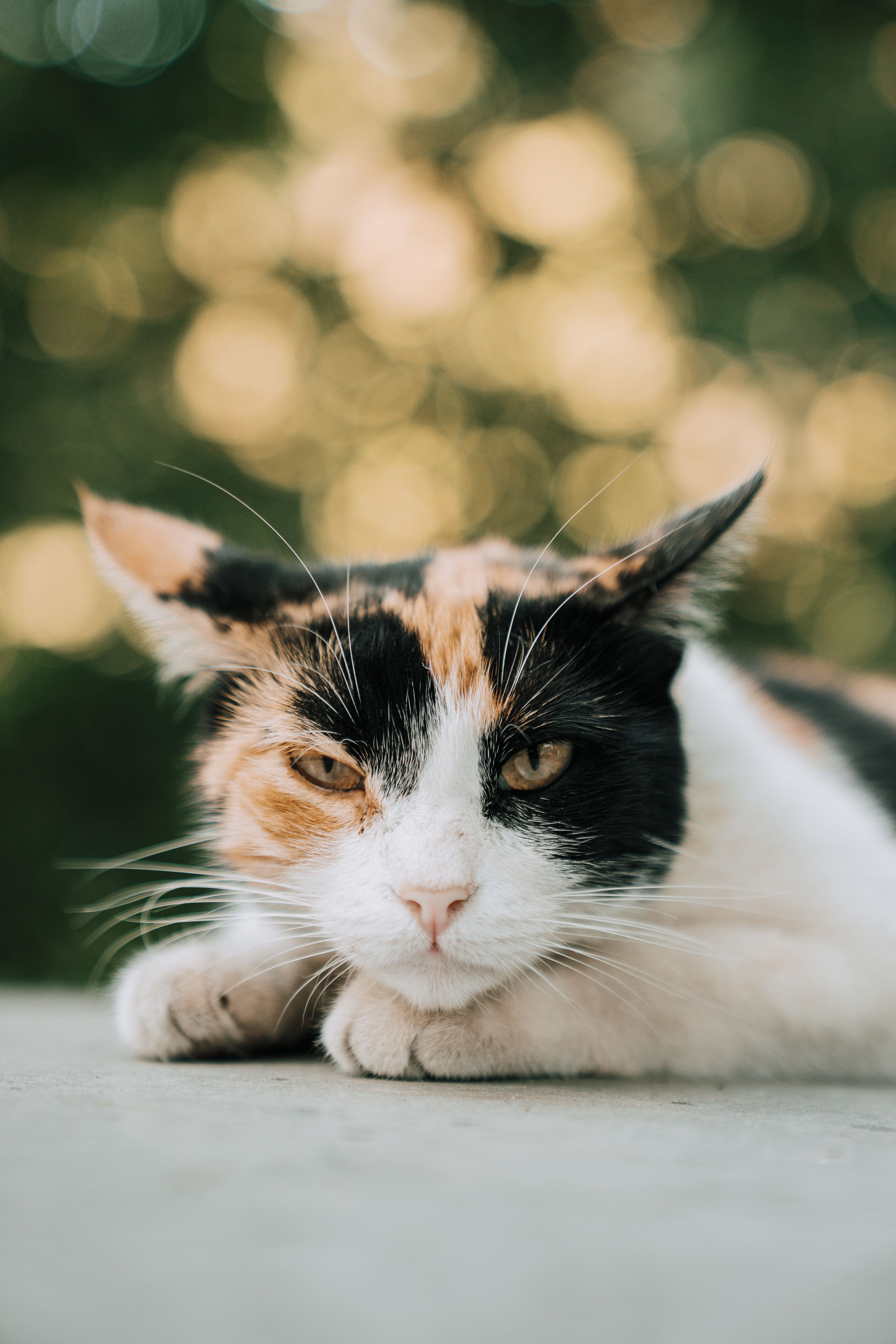 Head of a Cat · Free Stock Photo