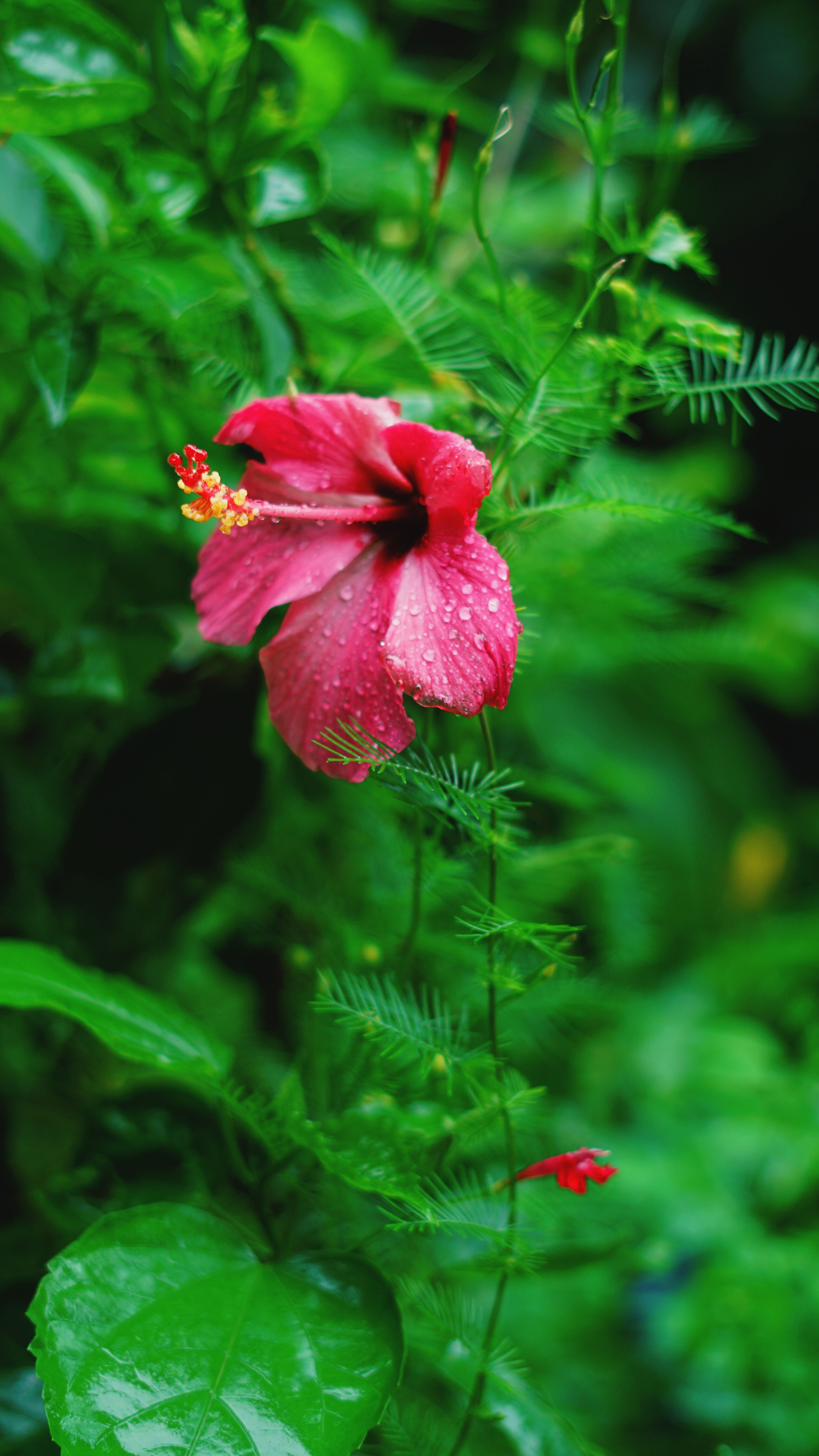 Foto de stock gratuita sobre enfoque selectivo, flor, fresco, hibisco ...