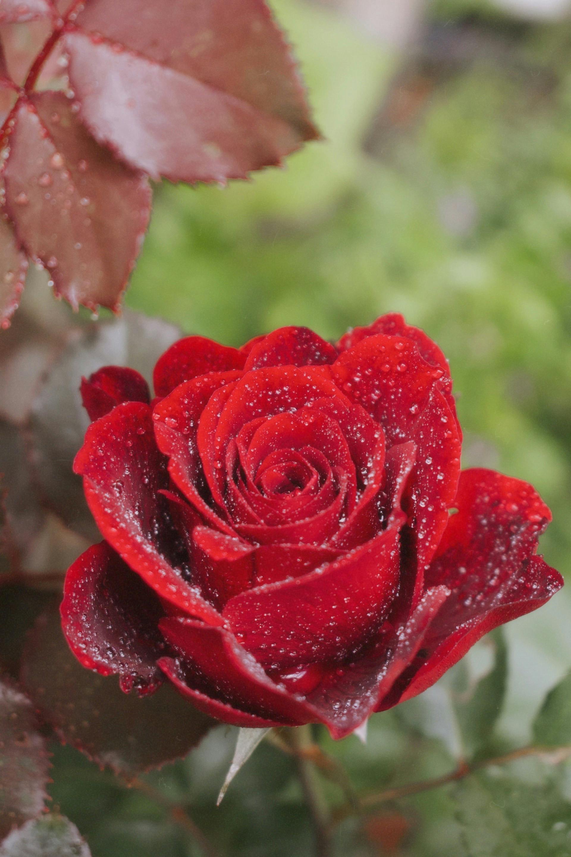 Dew on a Red Rose · Free Stock Photo