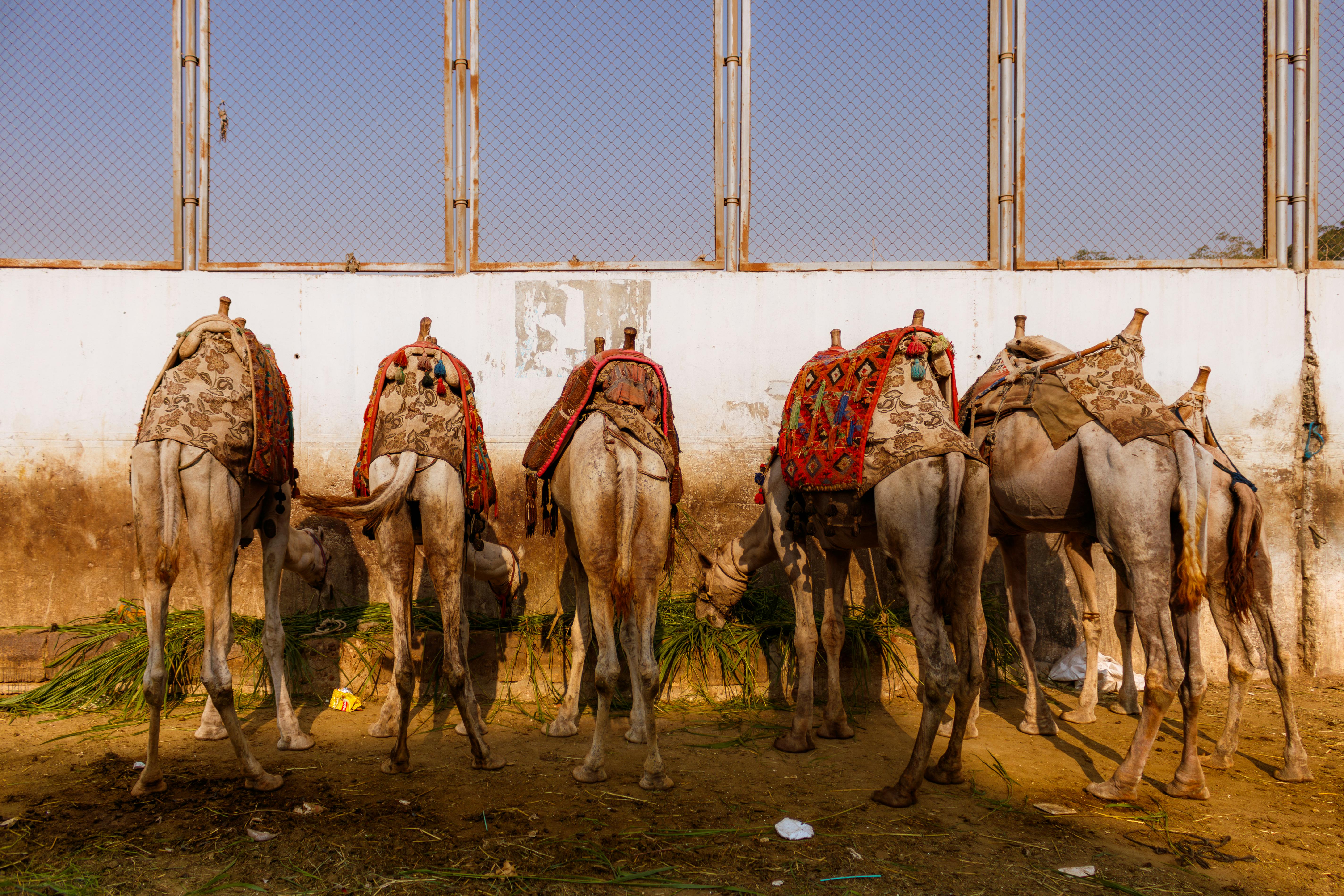Row of Camels Eating Grass · Free Stock Photo