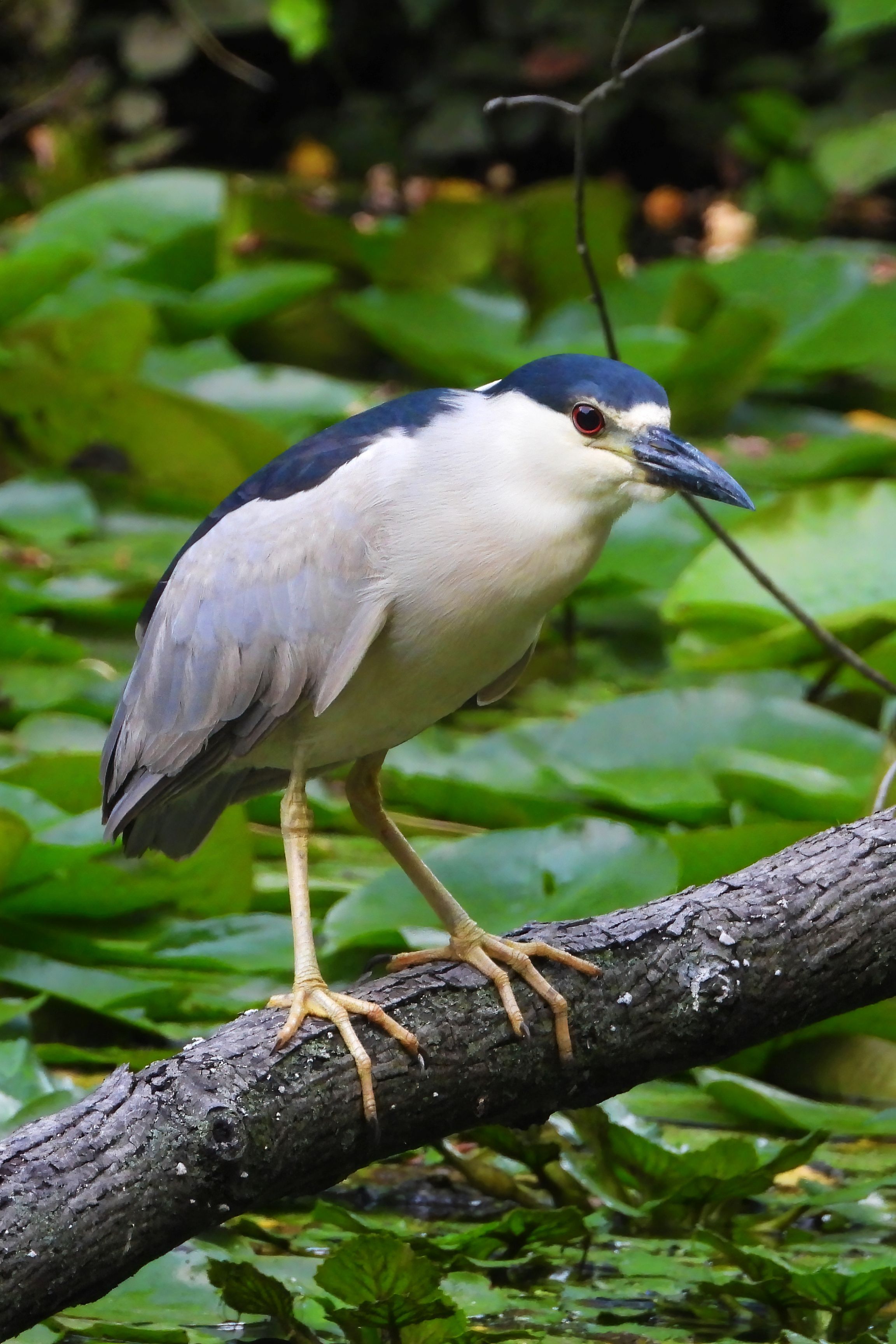 Bird Perching on a Branch · Free Stock Photo