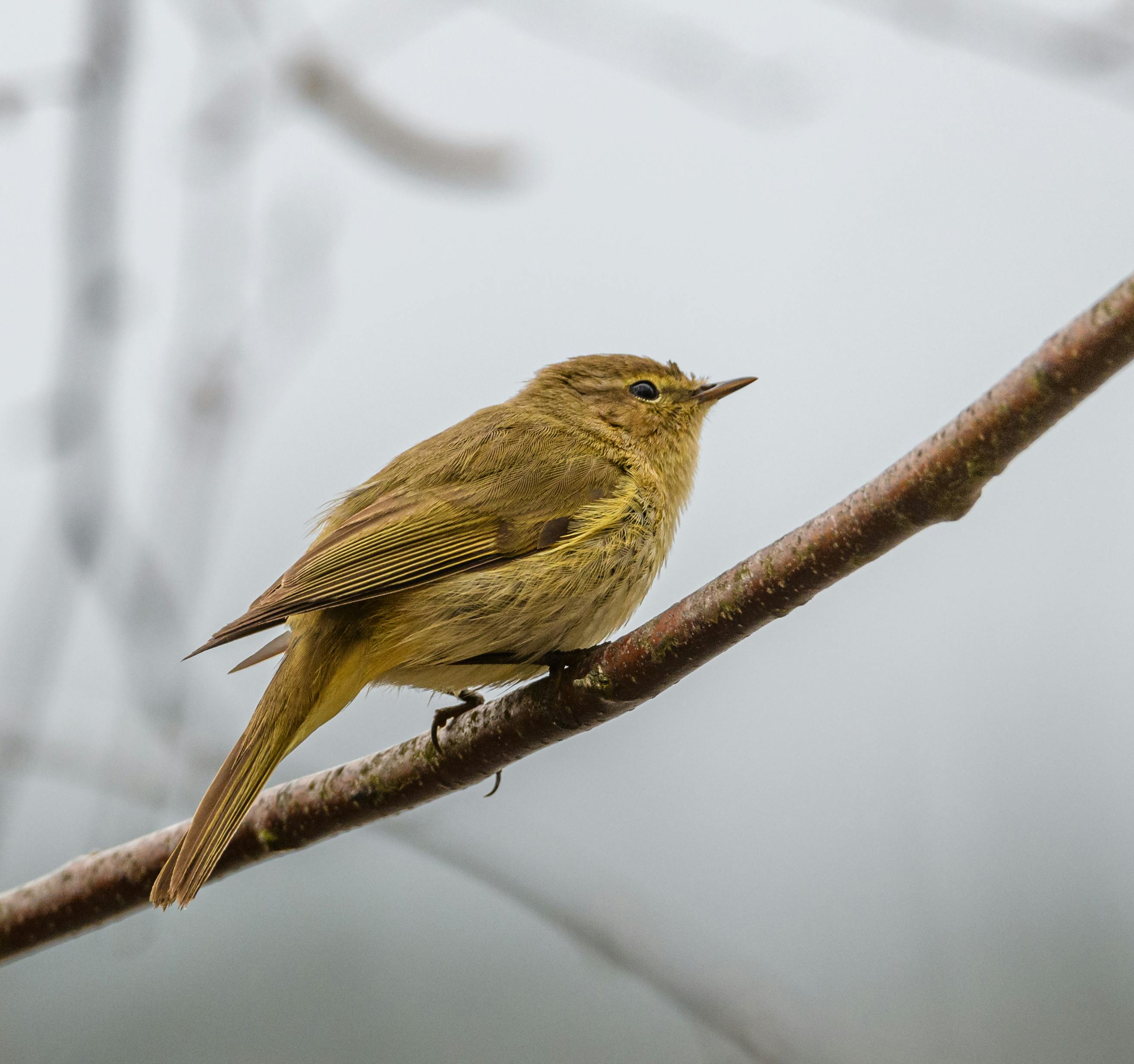Close-up of Bird Sitting on Tree Branch · Free Stock Photo