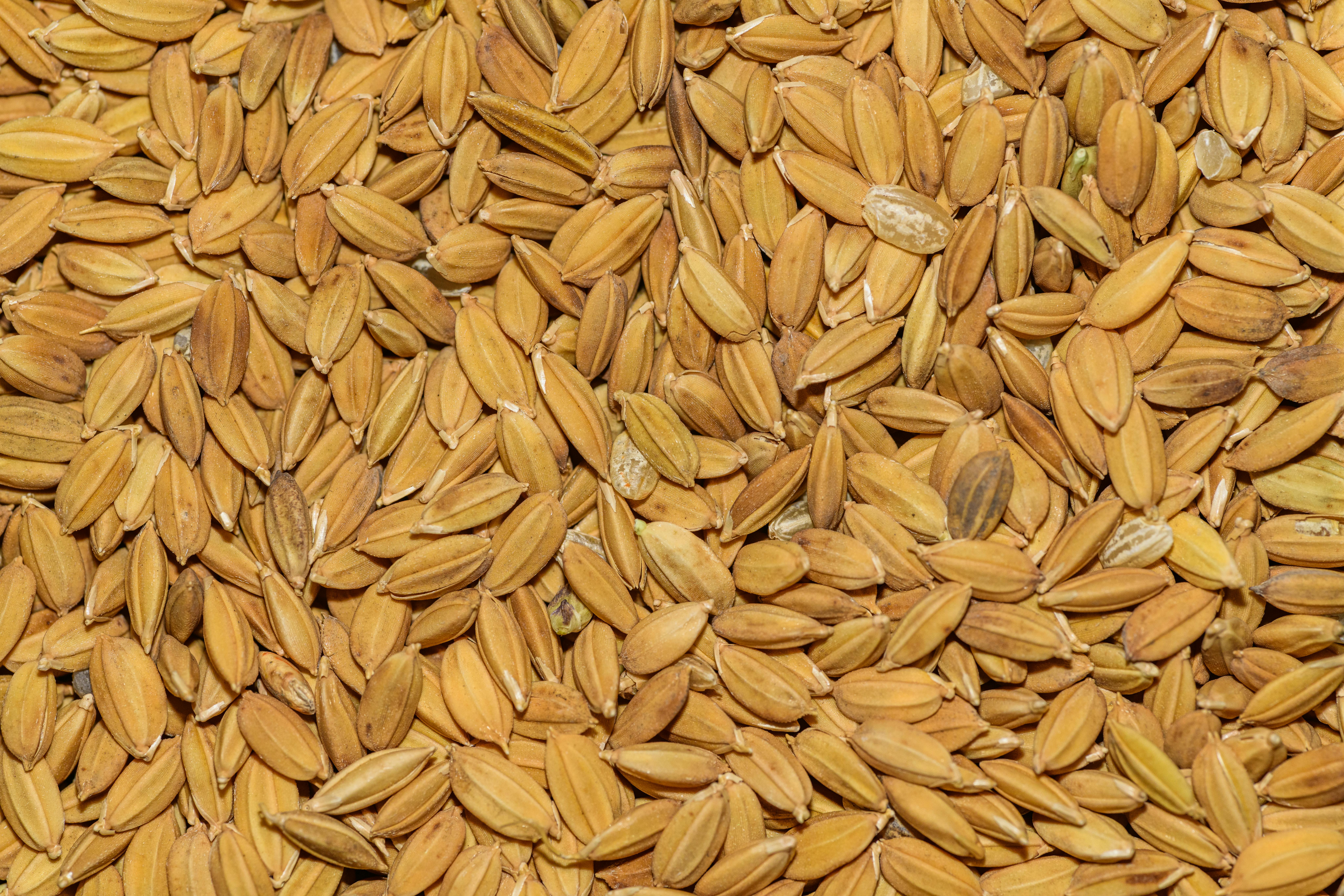 Rice Grain · Free Stock Photo