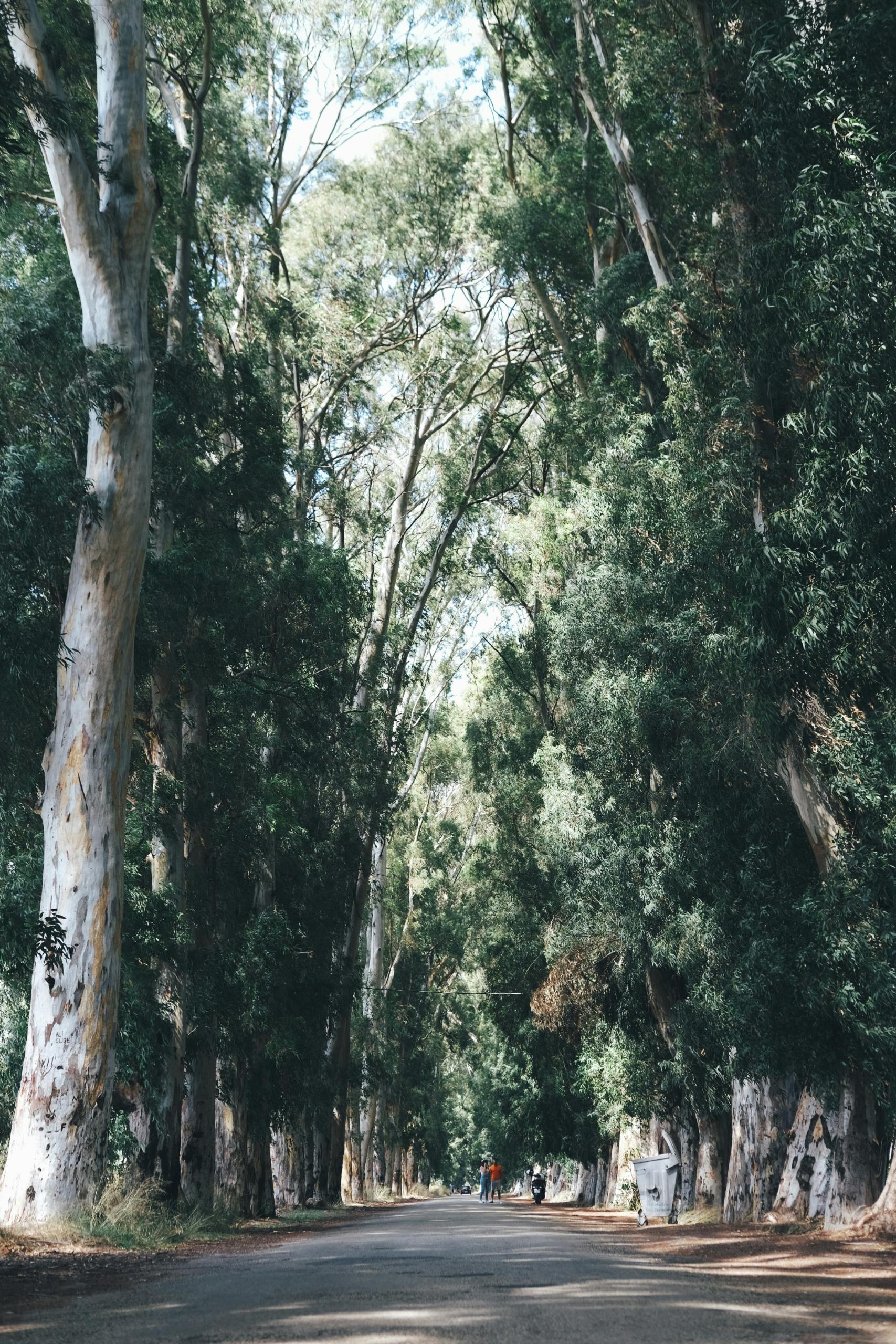 Tall Trees around Road · Free Stock Photo