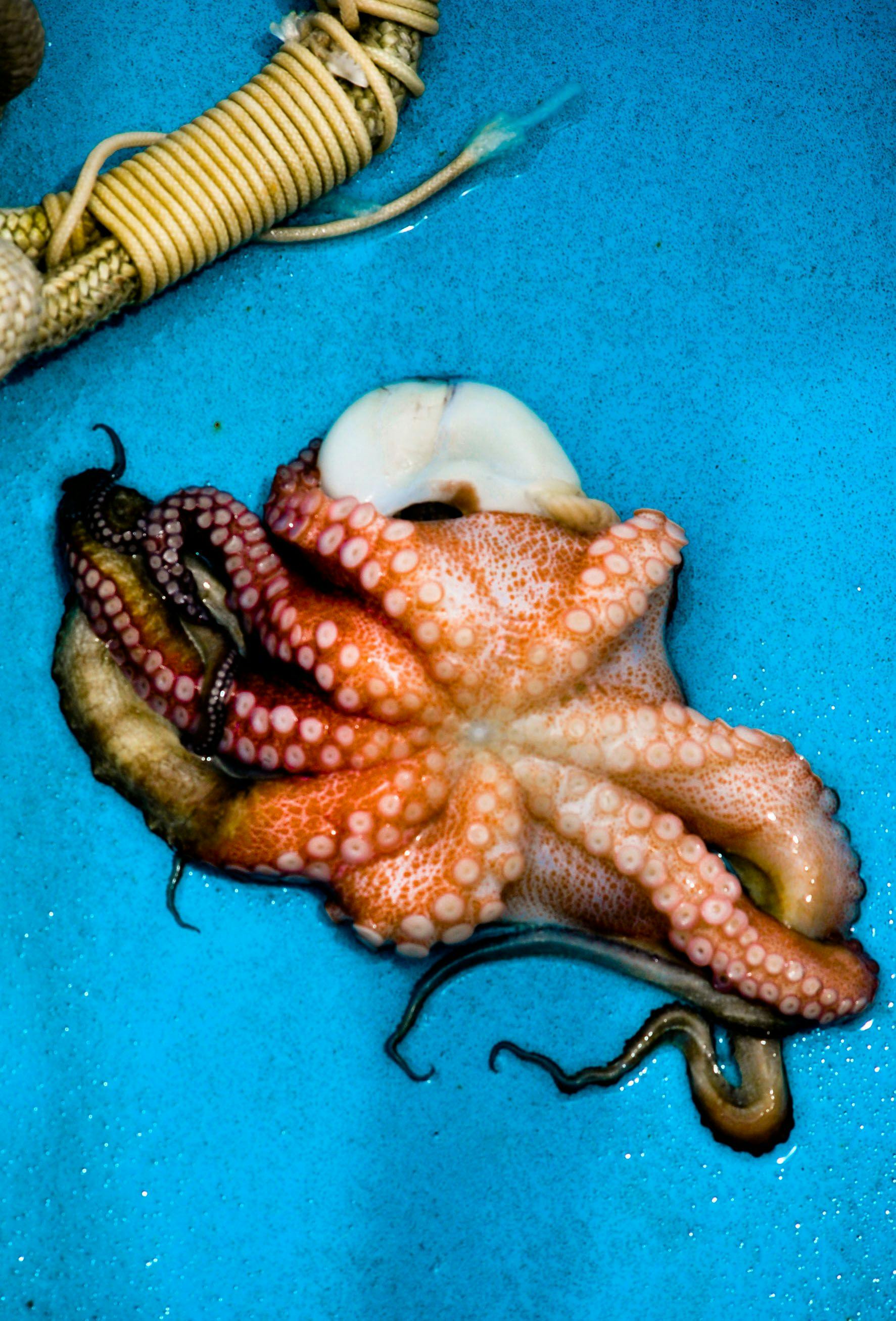 Selective Focus Photography of Octopus · Free Stock Photo