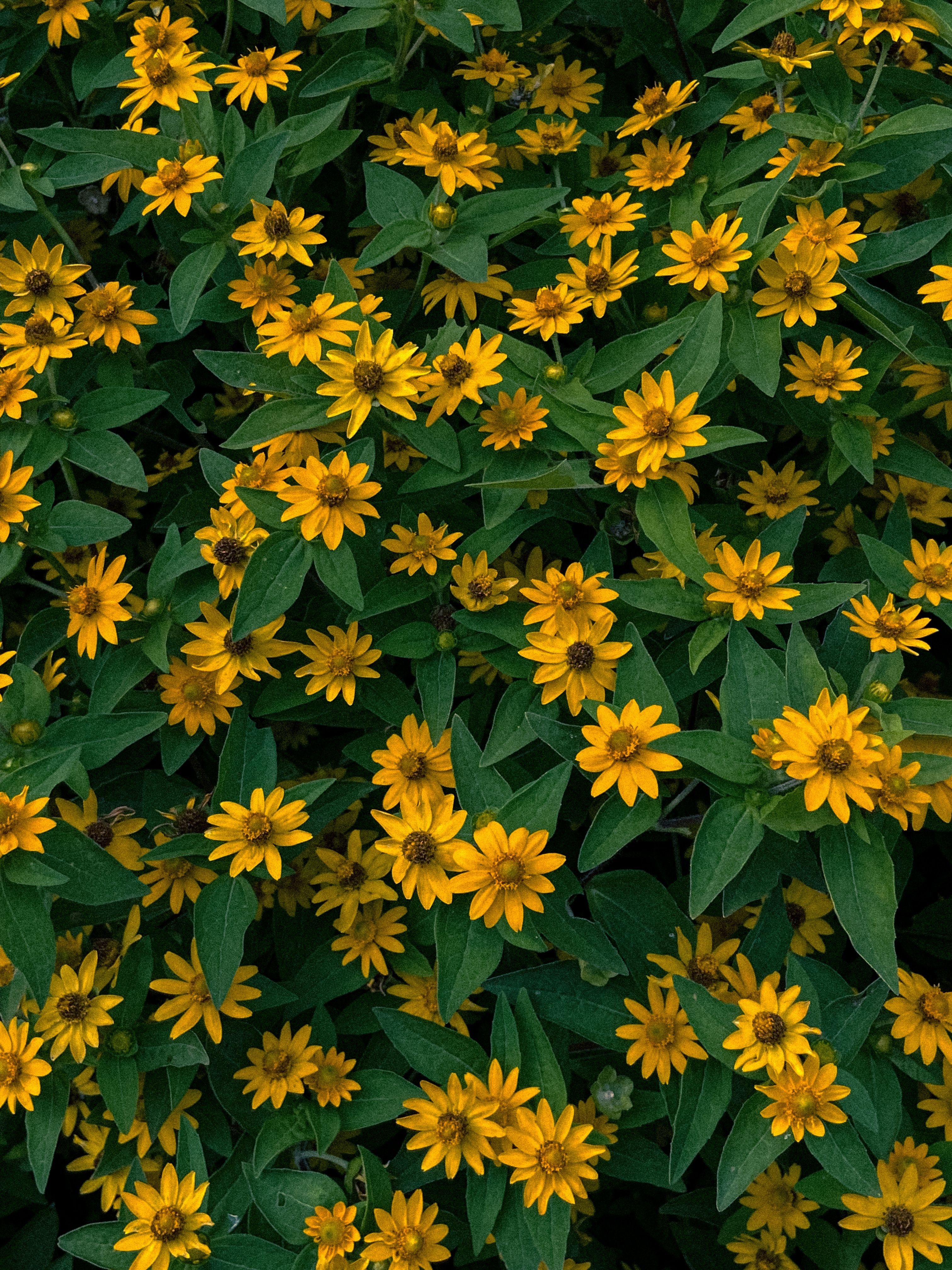 Blooming Yellow Butter Daisy Flowers · Free Stock Photo