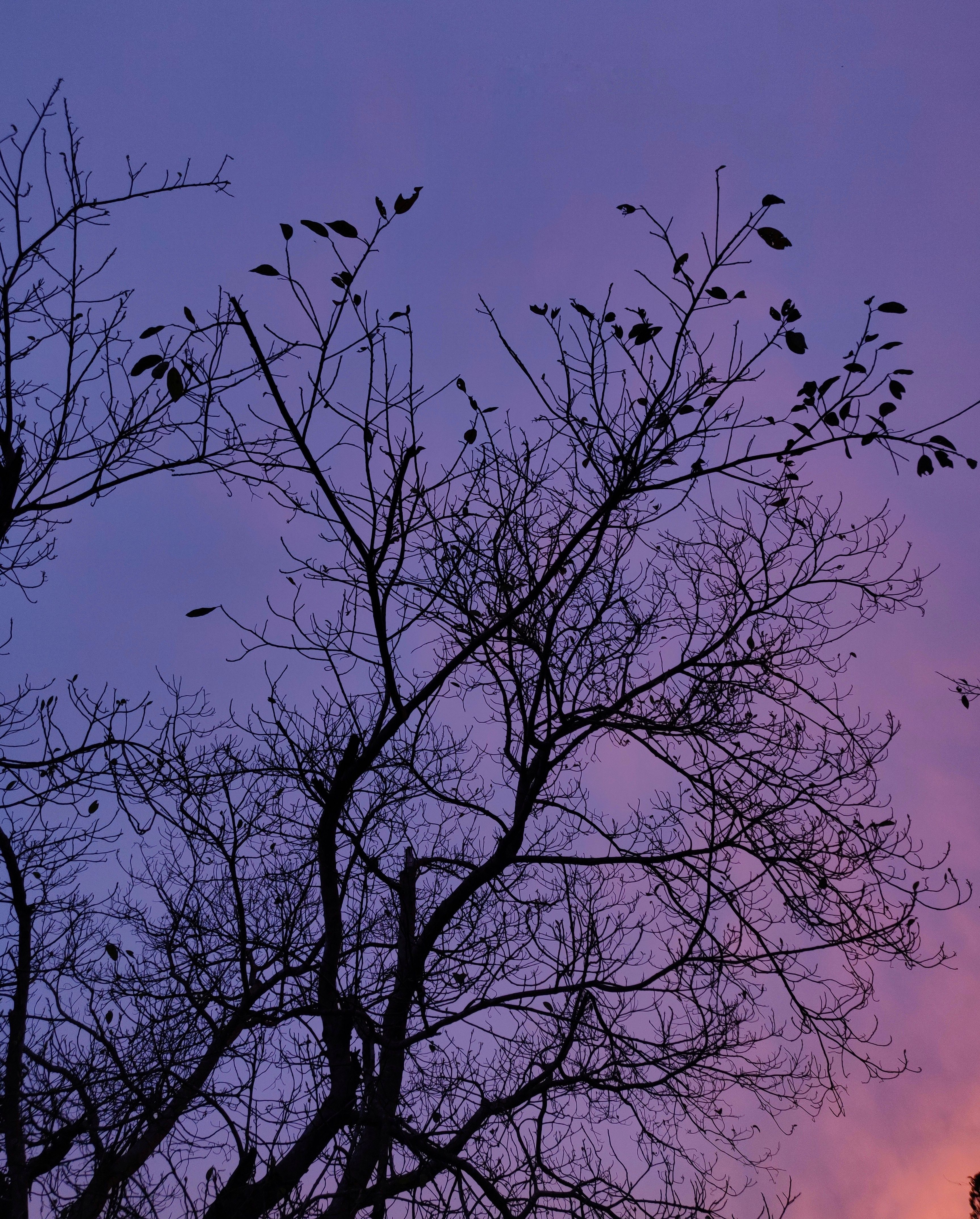 Purple Sky over Bare Tree at Dusk · Free Stock Photo