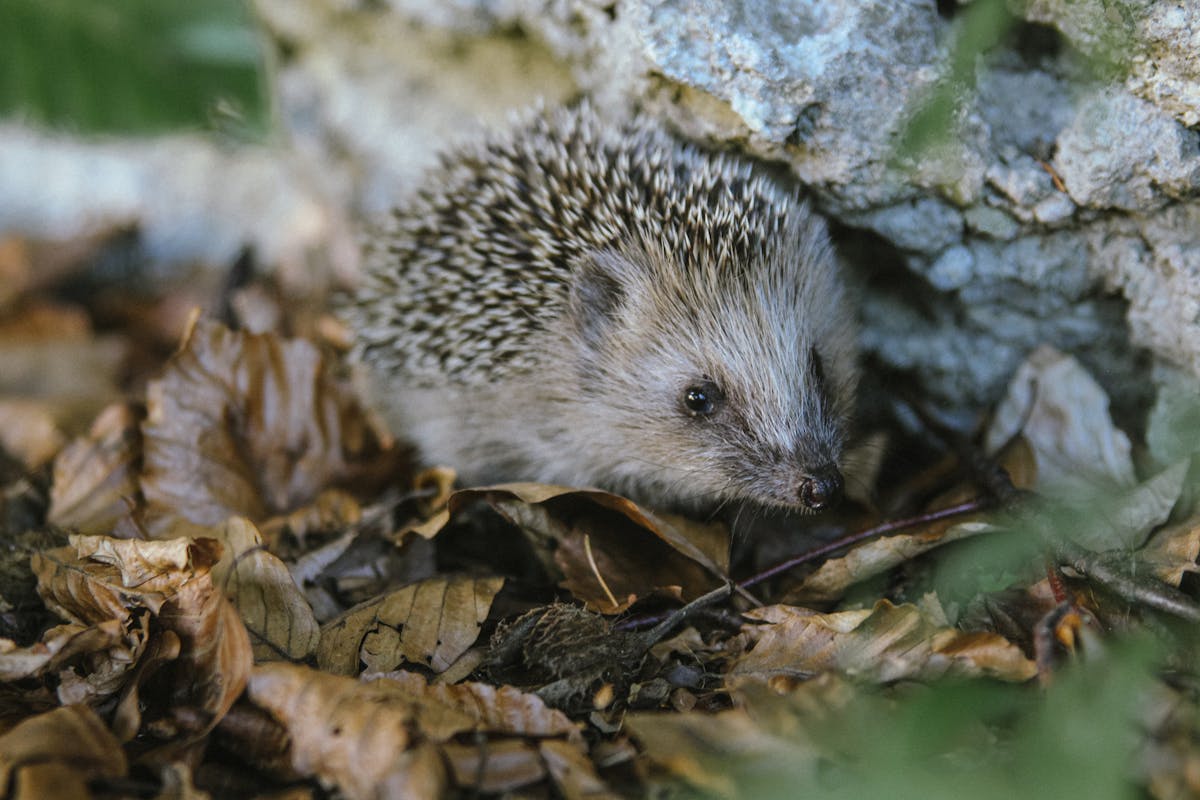 Hedgehogs Photos, Download The BEST Free Hedgehogs Stock Photos & HD Images