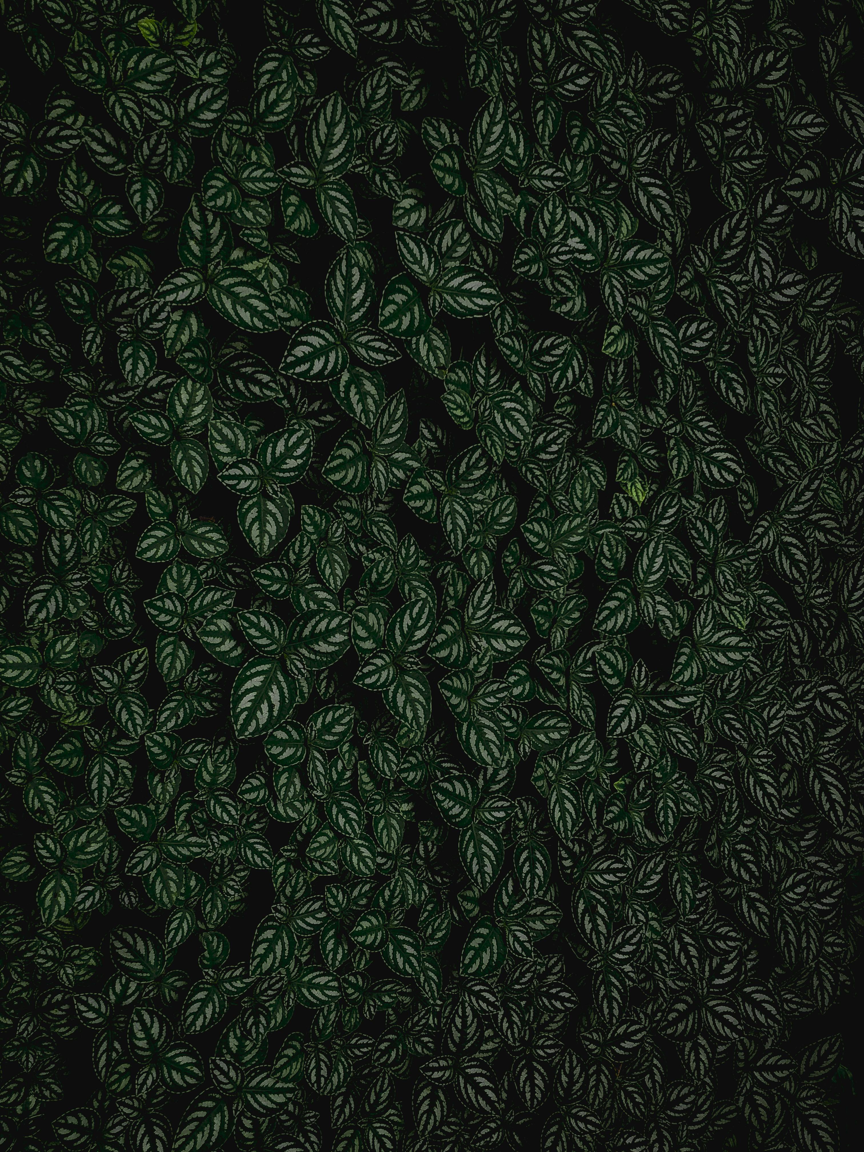 High Resolution Leaves All Over Wallpaper Photos, Download The BEST ...