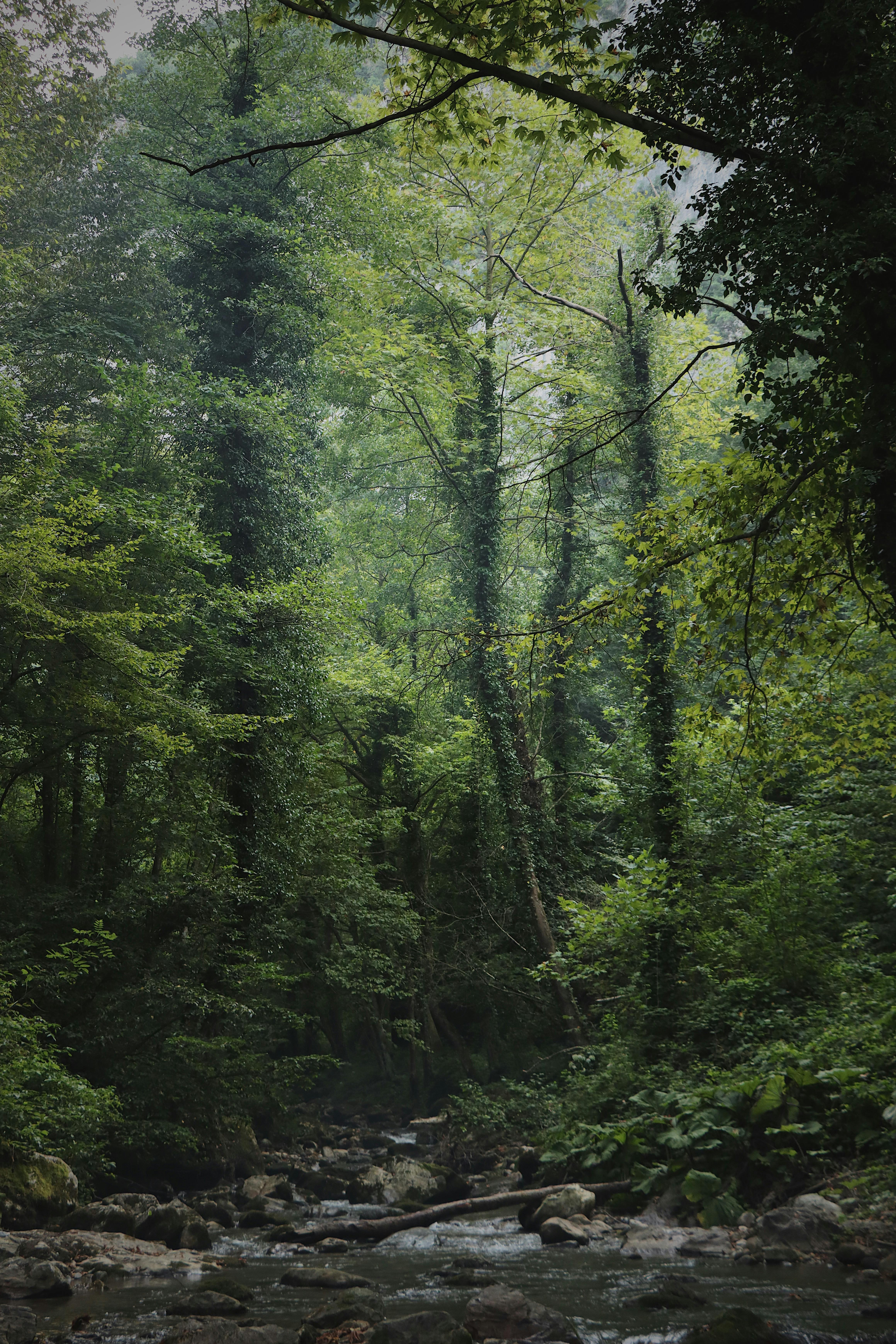 Scenic View of Forest · Free Stock Photo