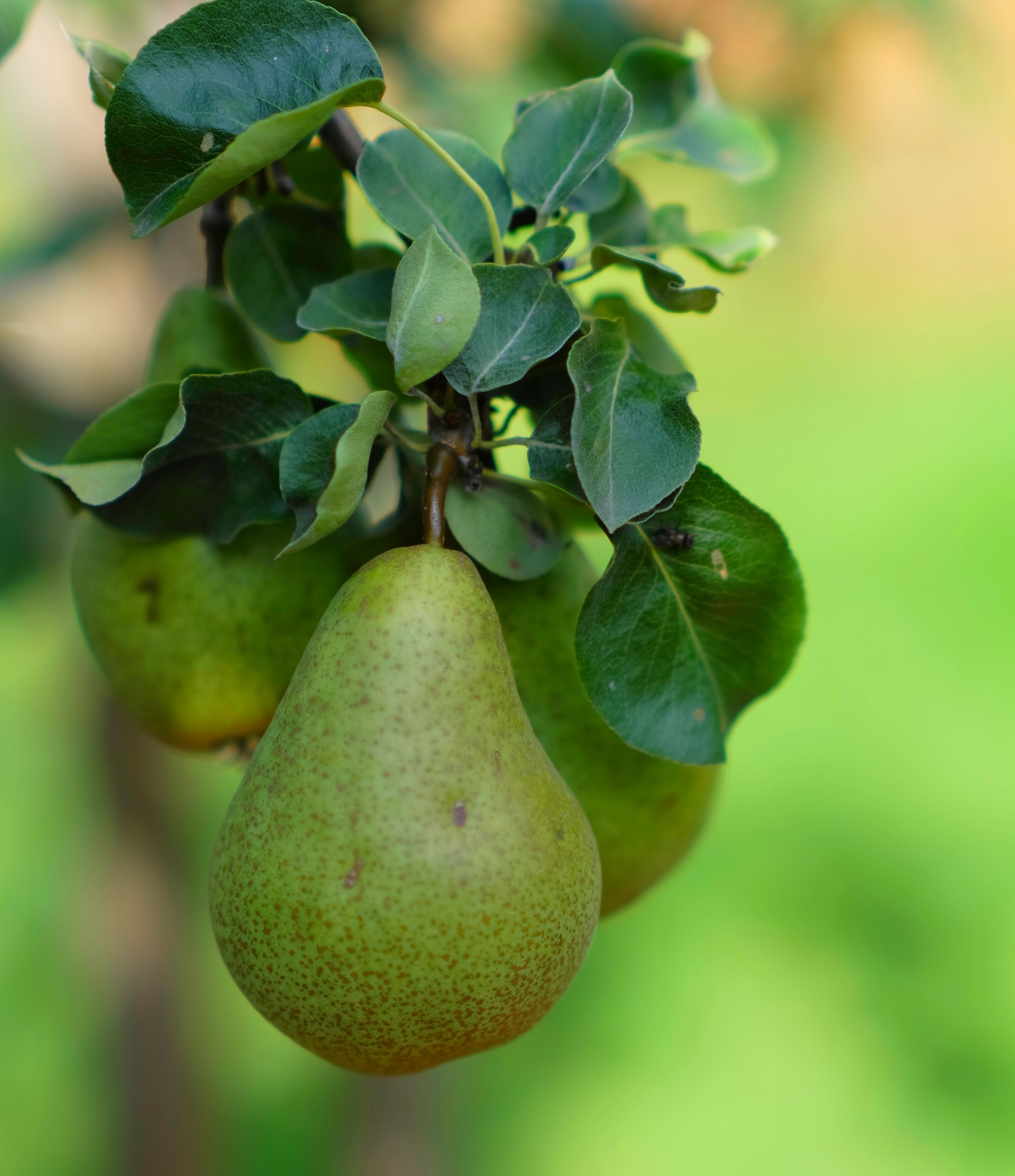Close up of Pears · Free Stock Photo