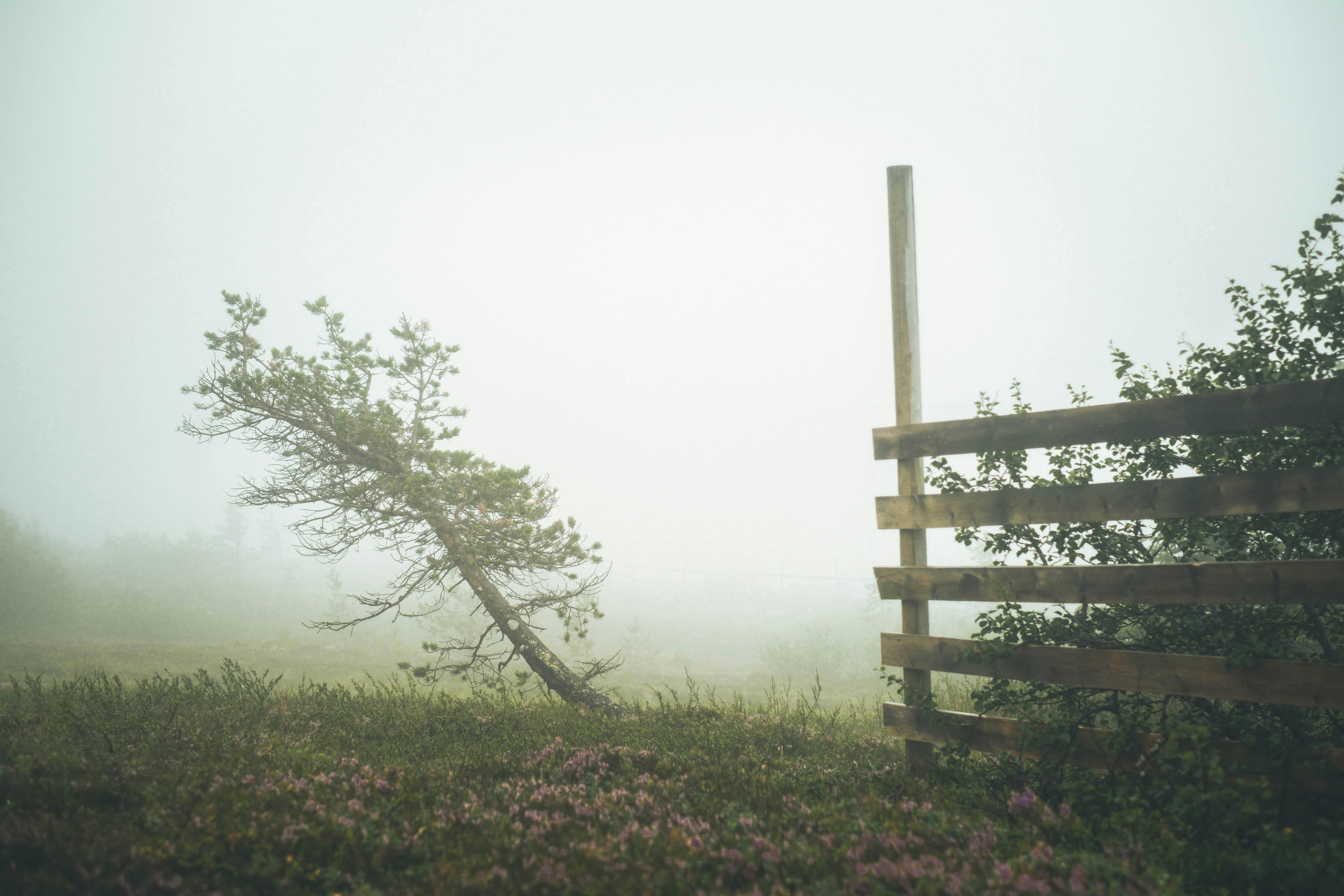 Fog over Tree and Fence · Free Stock Photo