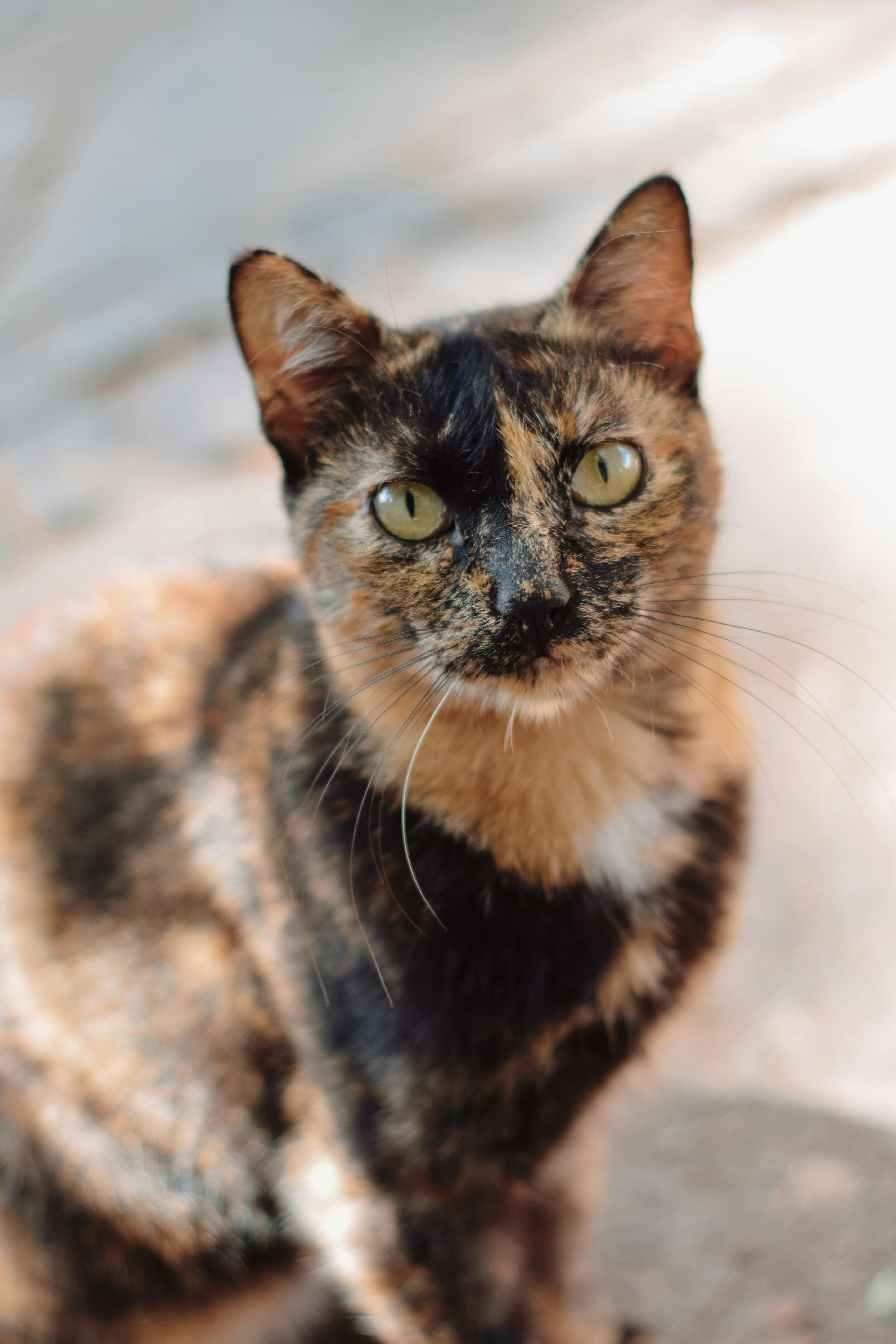Calico Cat · Free Stock Photo