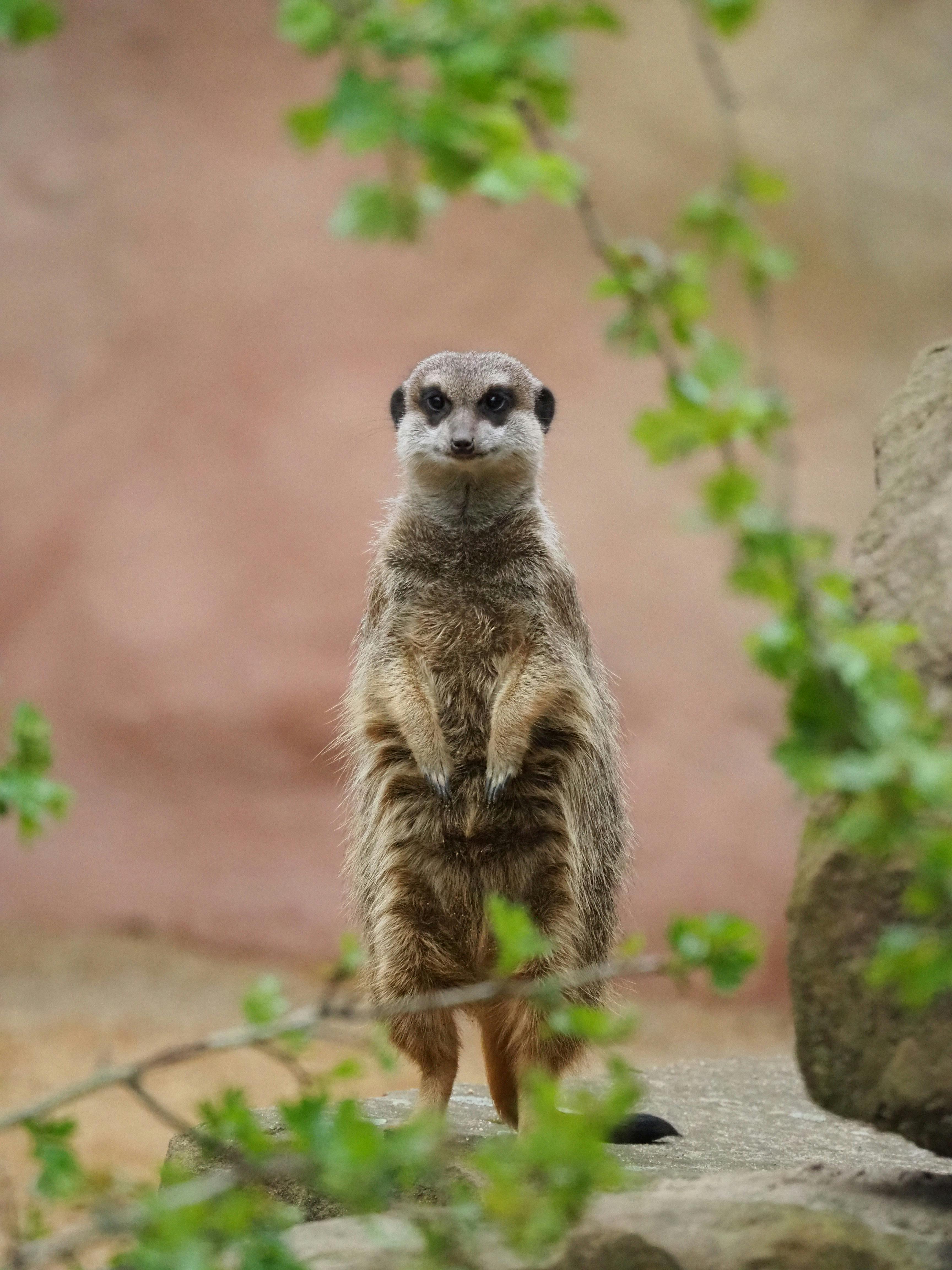 Nature Animal Photos, Download The BEST Free Nature Animal Stock Photos ...