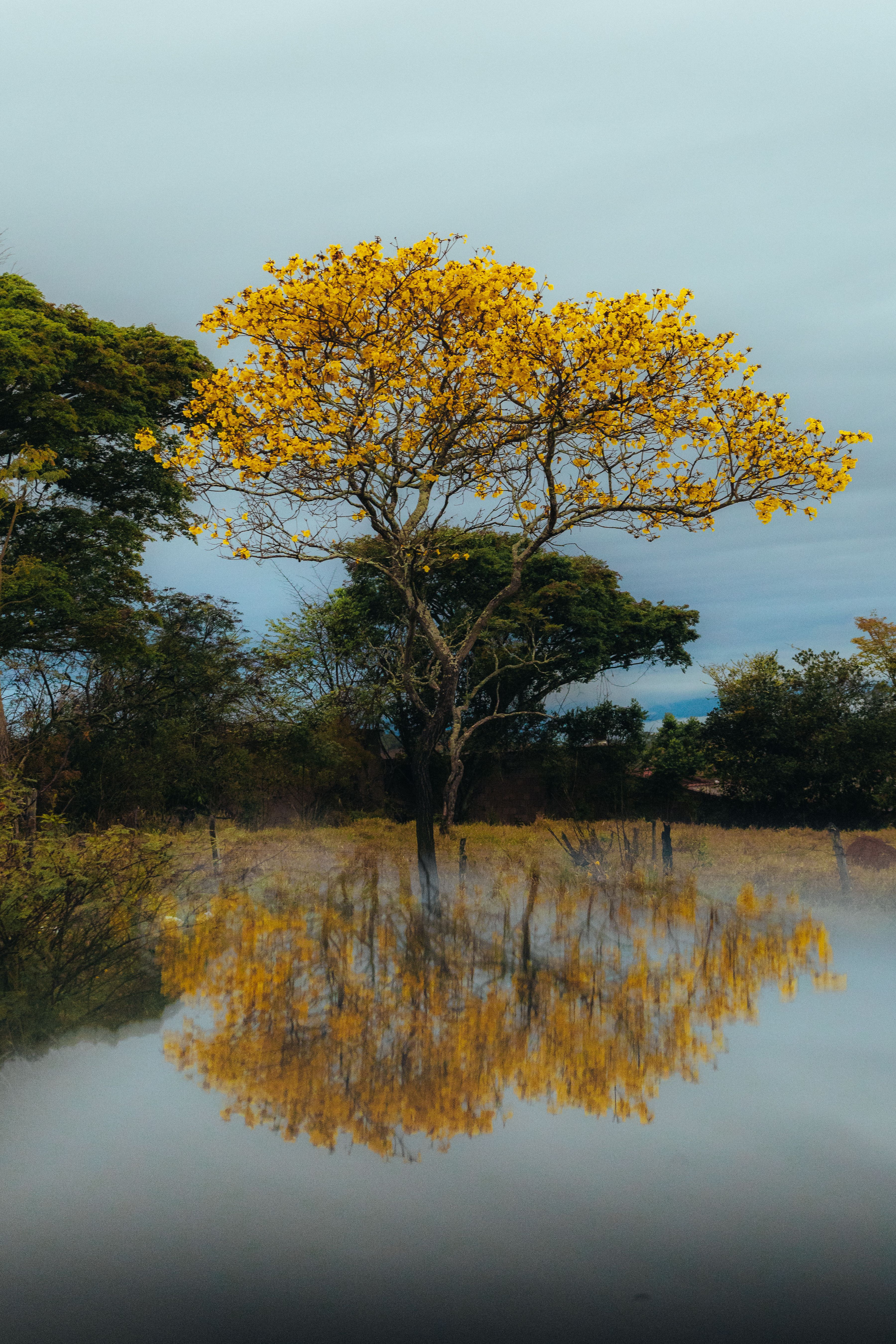 Golden Trumpet Tree Growing by the Lake · Free Stock Photo